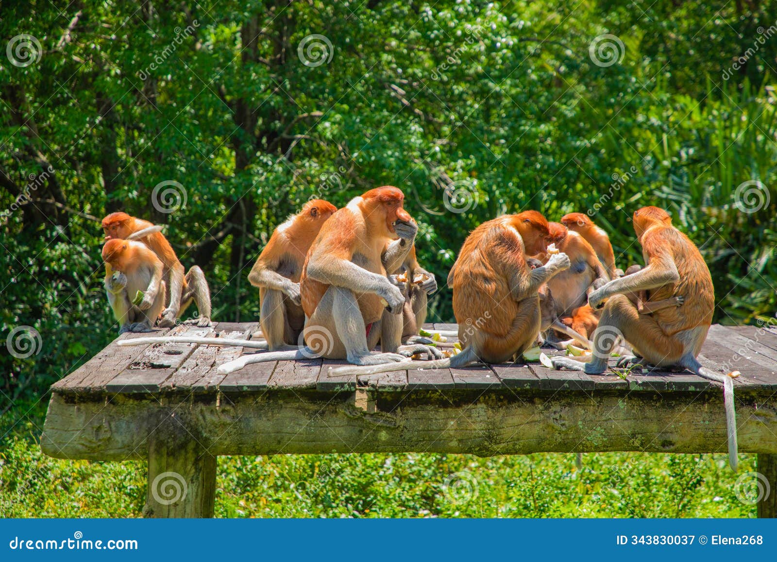 Proboscis Monkey Nasalis Larvatus in Mangrove Rain Forest Stock Image ...