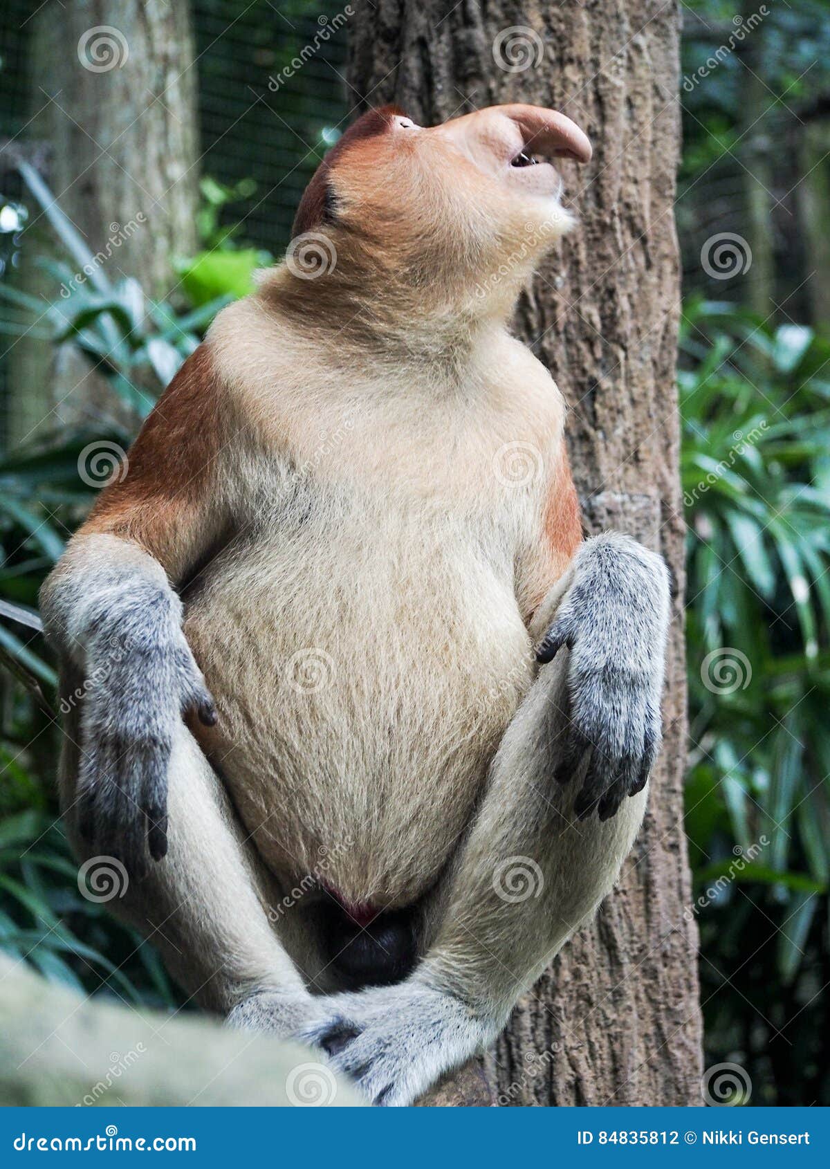 Proboscis Monkey with Nose Profile Stock Photo - Image of borneo ...