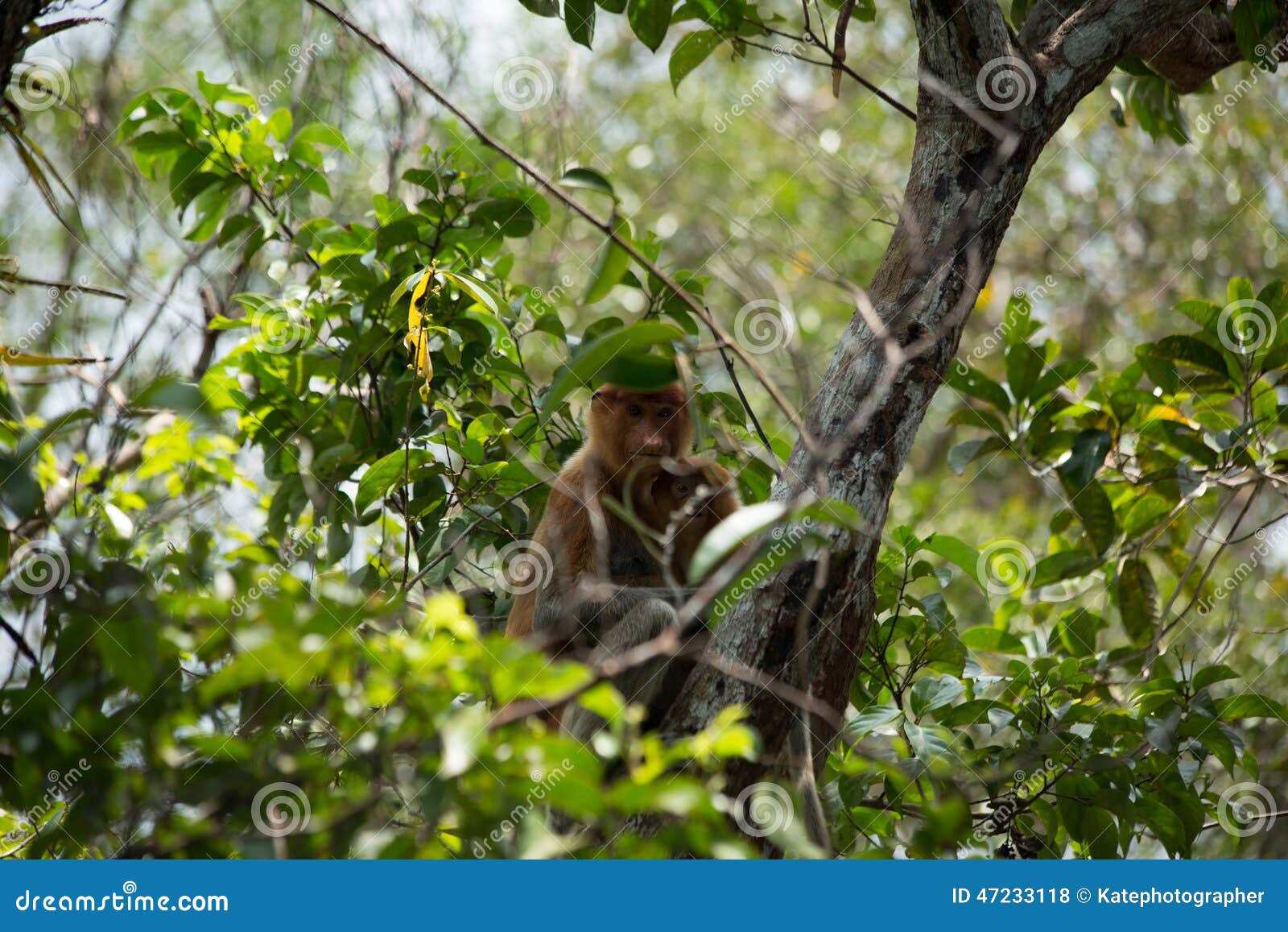 Proboscis Monkey O the Tree in Borneo Forest. Stock Photo - Image of ...