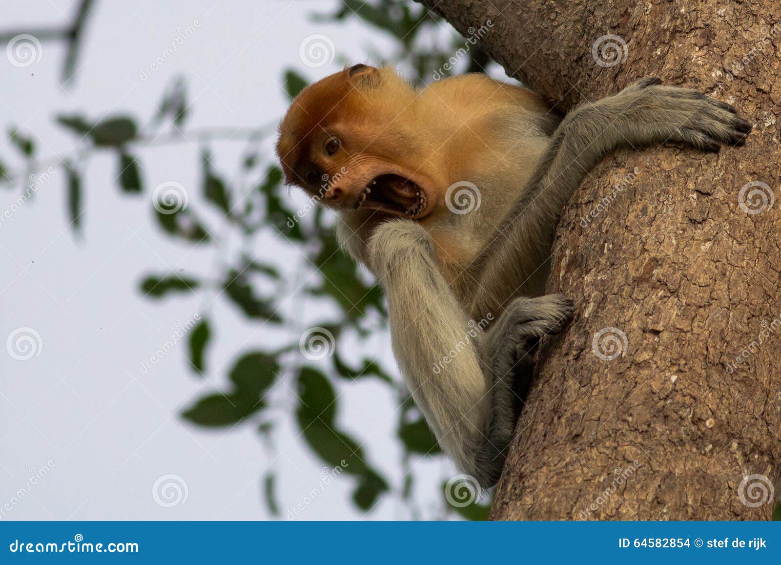 Proboscis Monkey stock photo. Image of monkey, tree, animals - 64582854