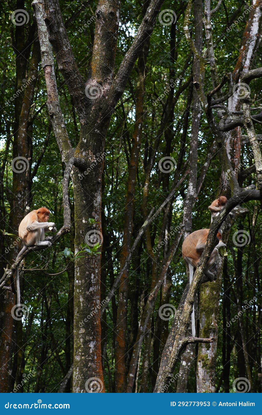 Proboscis monkey stock image. Image of larvatus, primate - 292773953