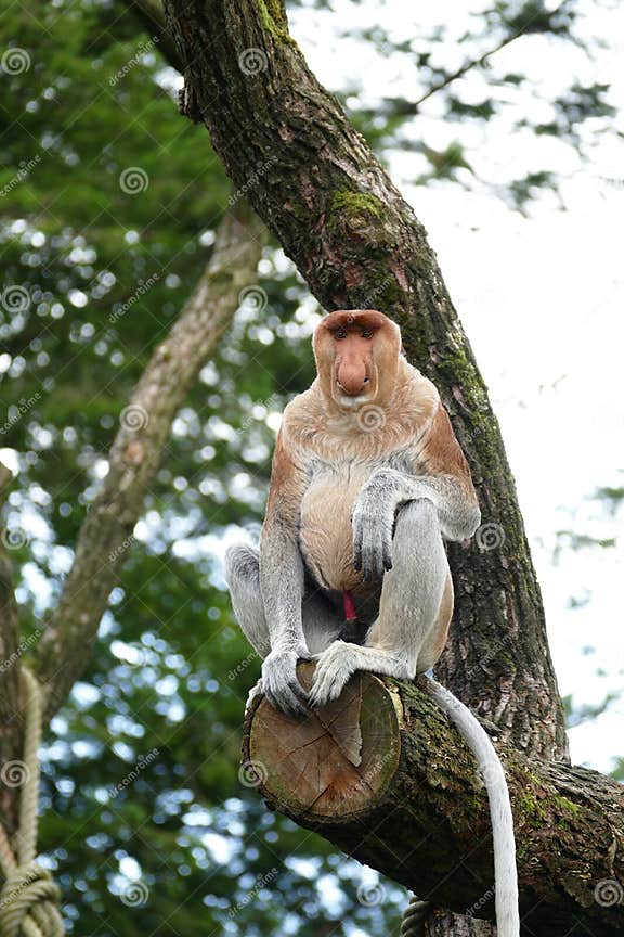 Proboscis Monkey with Red Penis Stock Photo - Image of borneo, brown ...