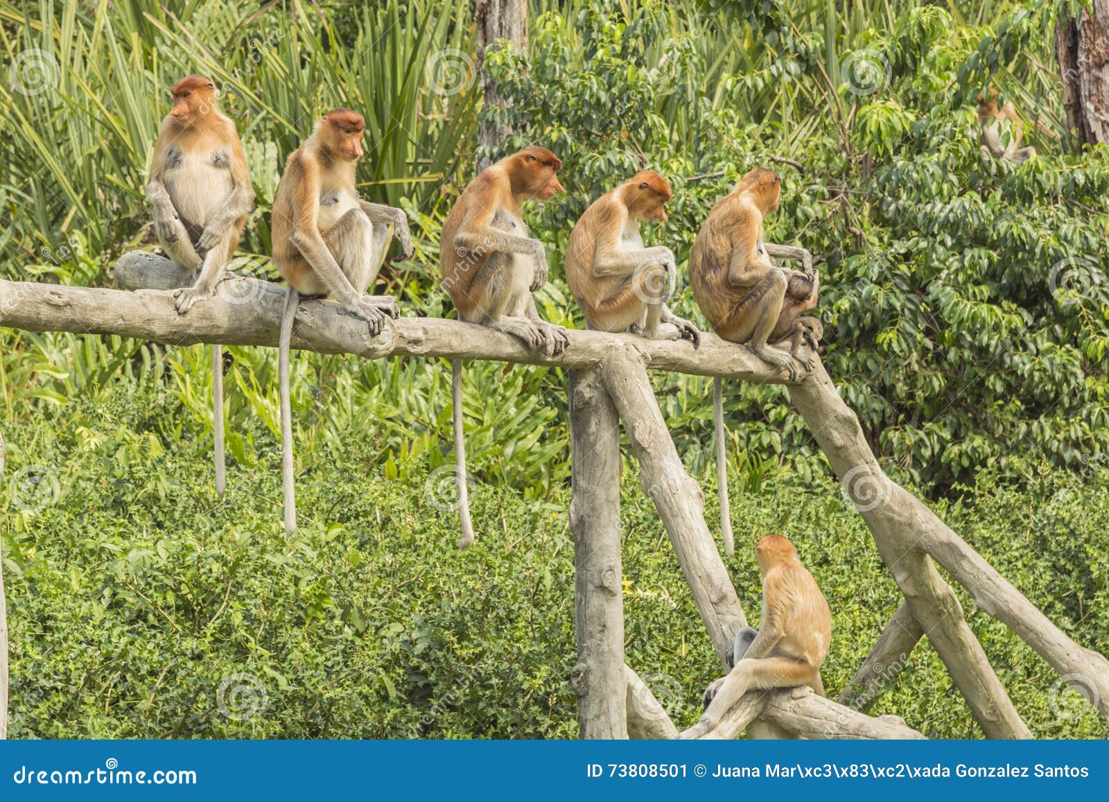 Proboscis monkey stock image. Image of wildlife, endemic - 73808501