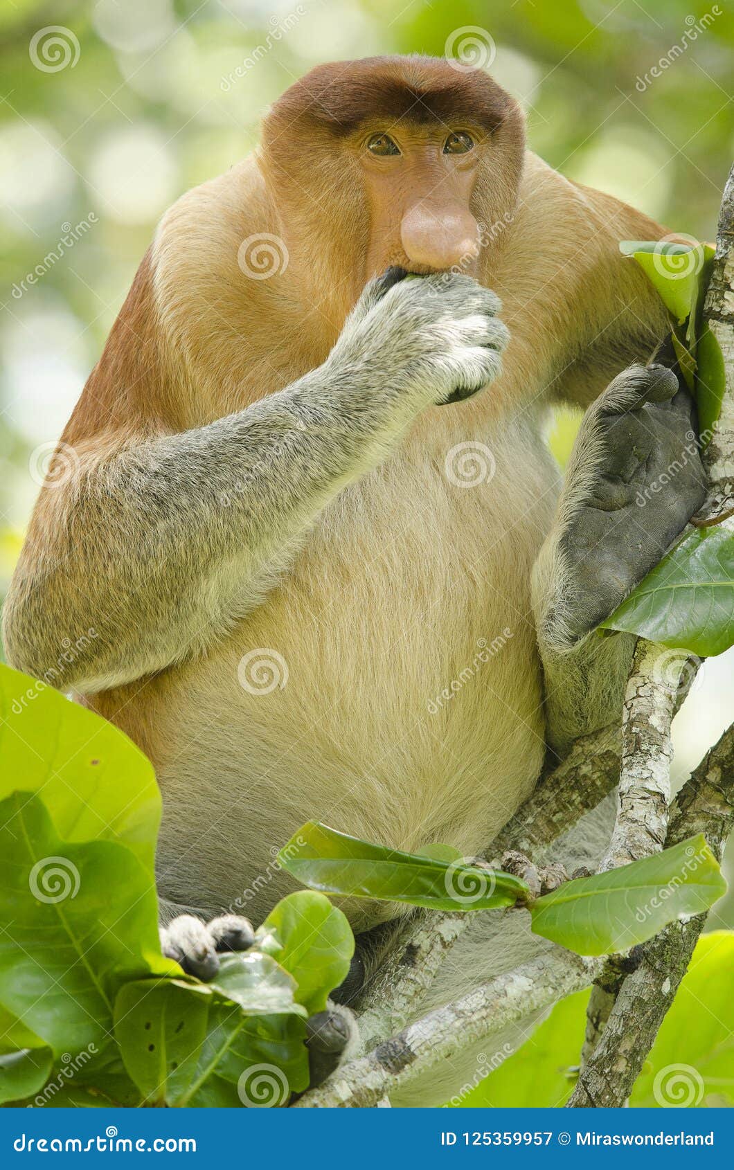 Proboscis Monkey Seen from the Front Eating and Sitting in a Tree Stock ...