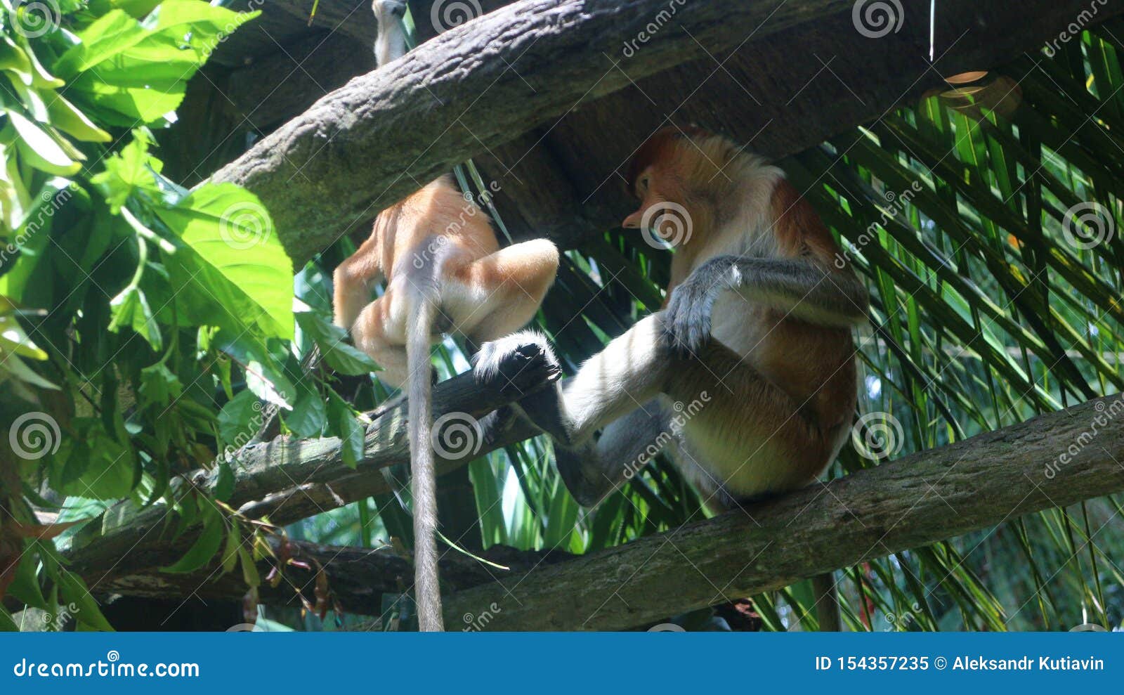 Proboscis Monkey in Singapore Zoo Stock Image - Image of travel, asia ...