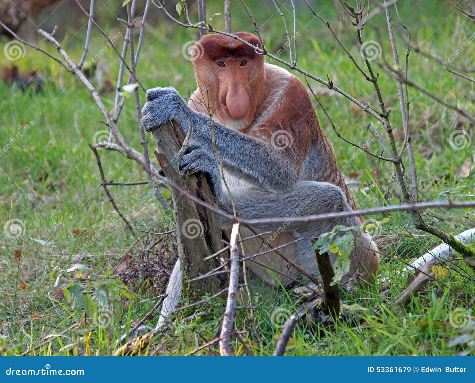 Proboscis monkey stock image. Image of asia, sandakan - 53361679