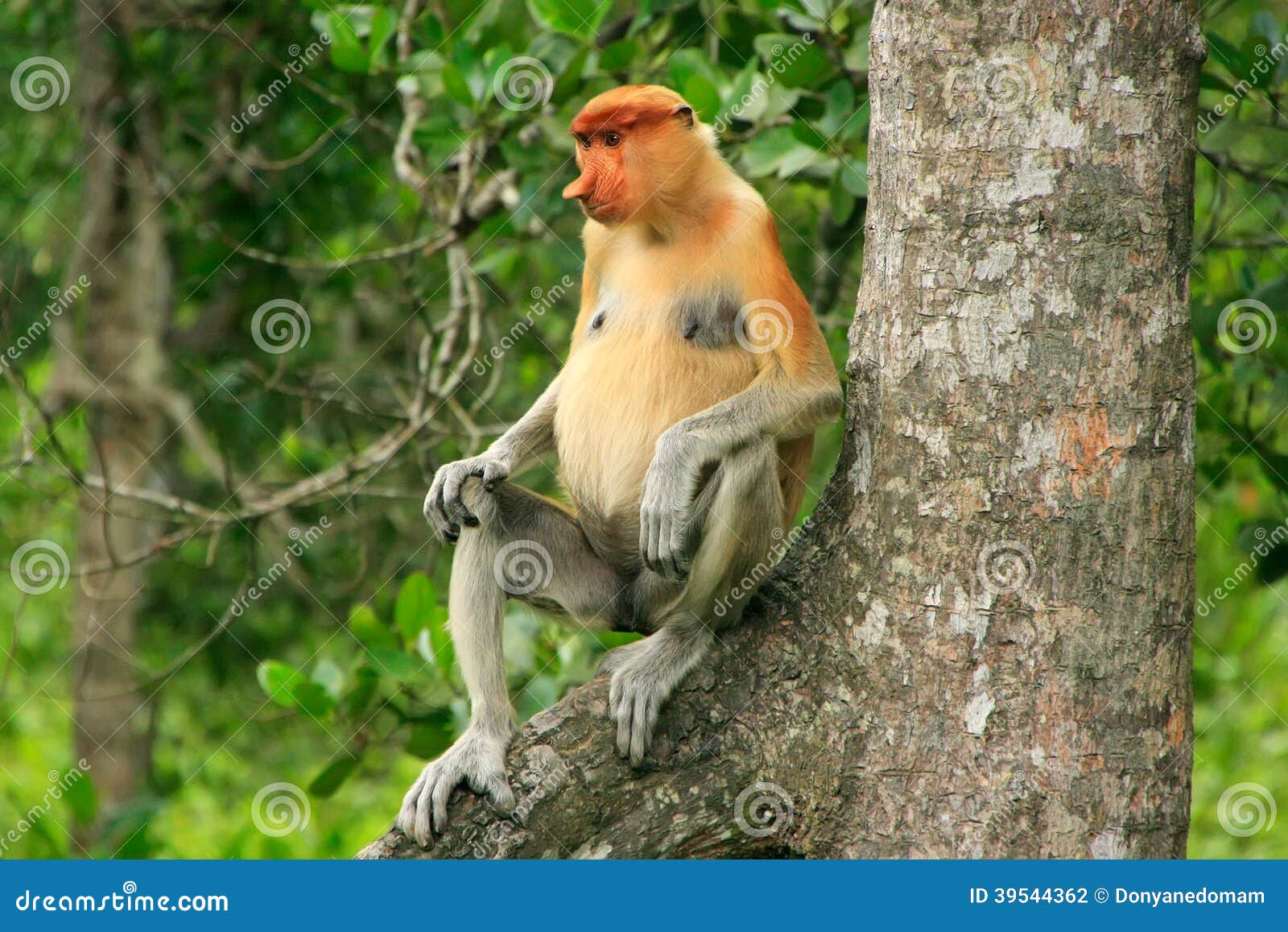 Proboscis Monkey Sitting on a Tree, Borneo Stock Photo - Image of ...