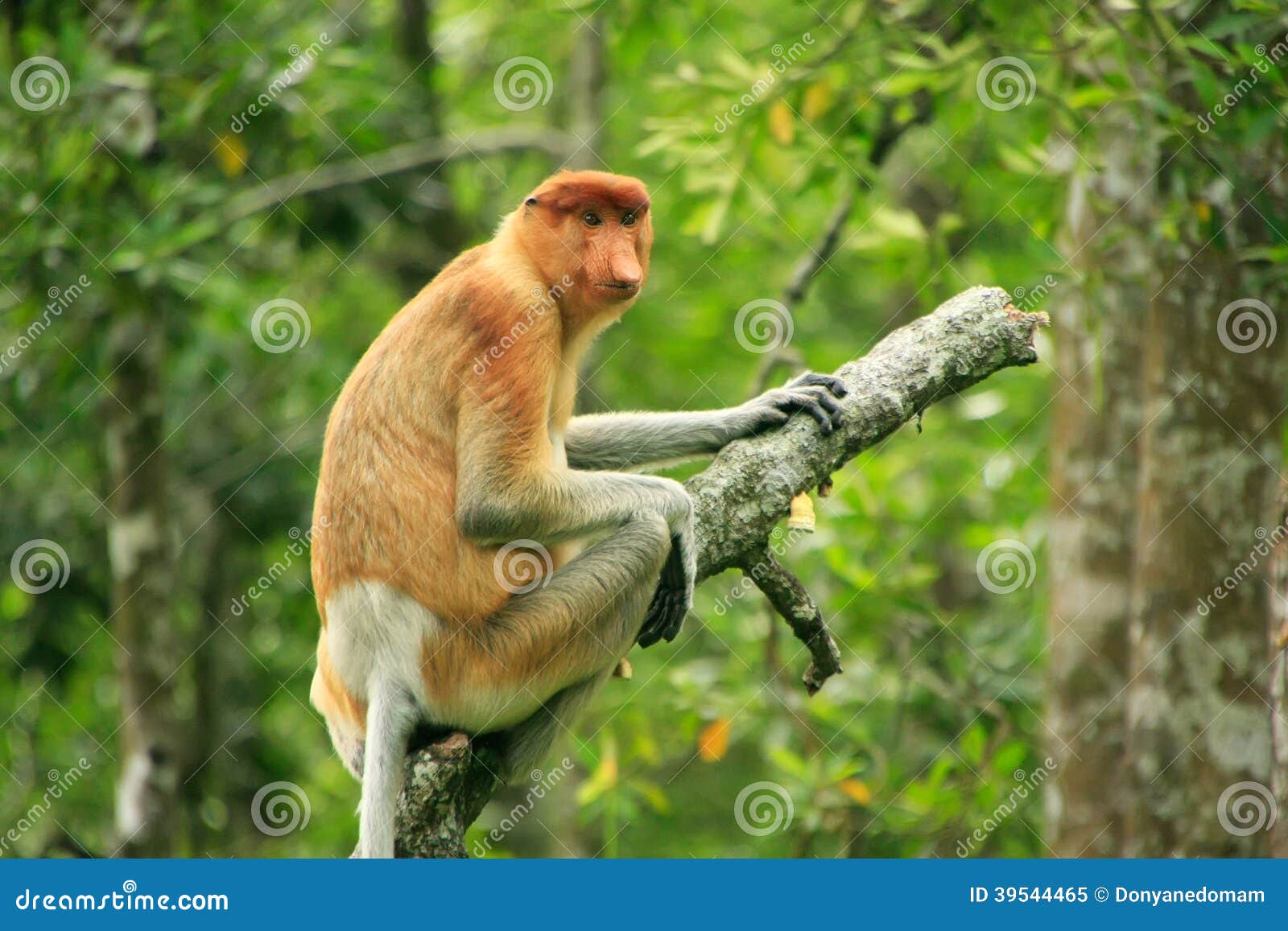 Proboscis Monkey Sitting on a Tree, Borneo Stock Image - Image of ...
