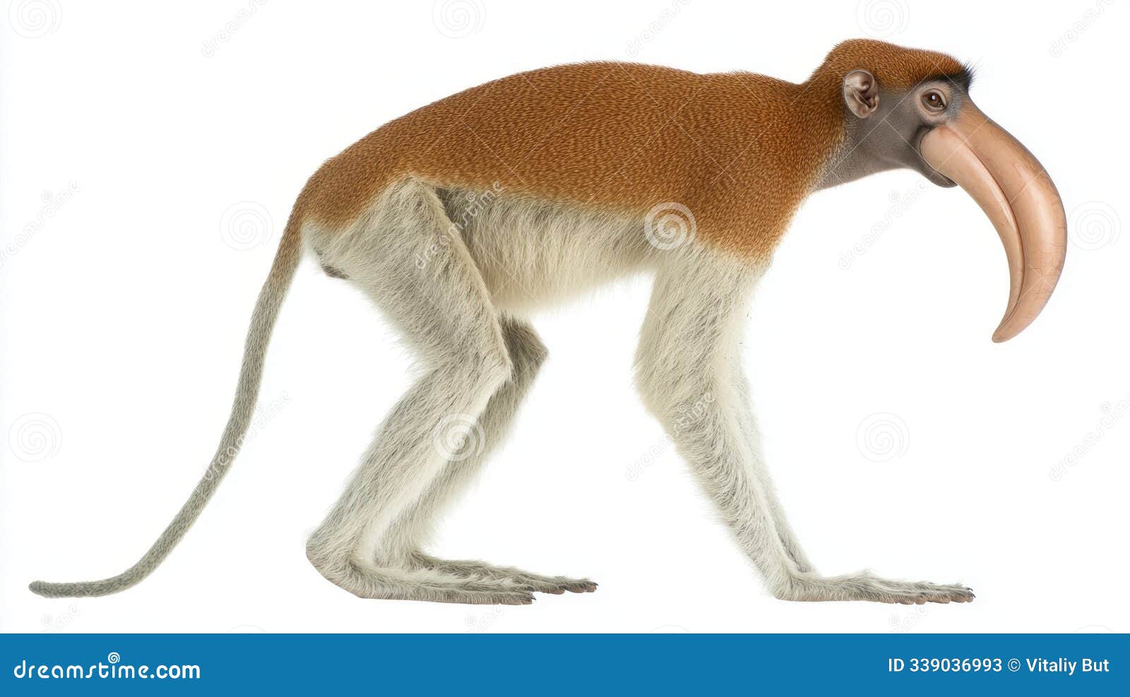 Proboscis Monkey Stands Upright, Displaying Its Remarkable Long Nose ...