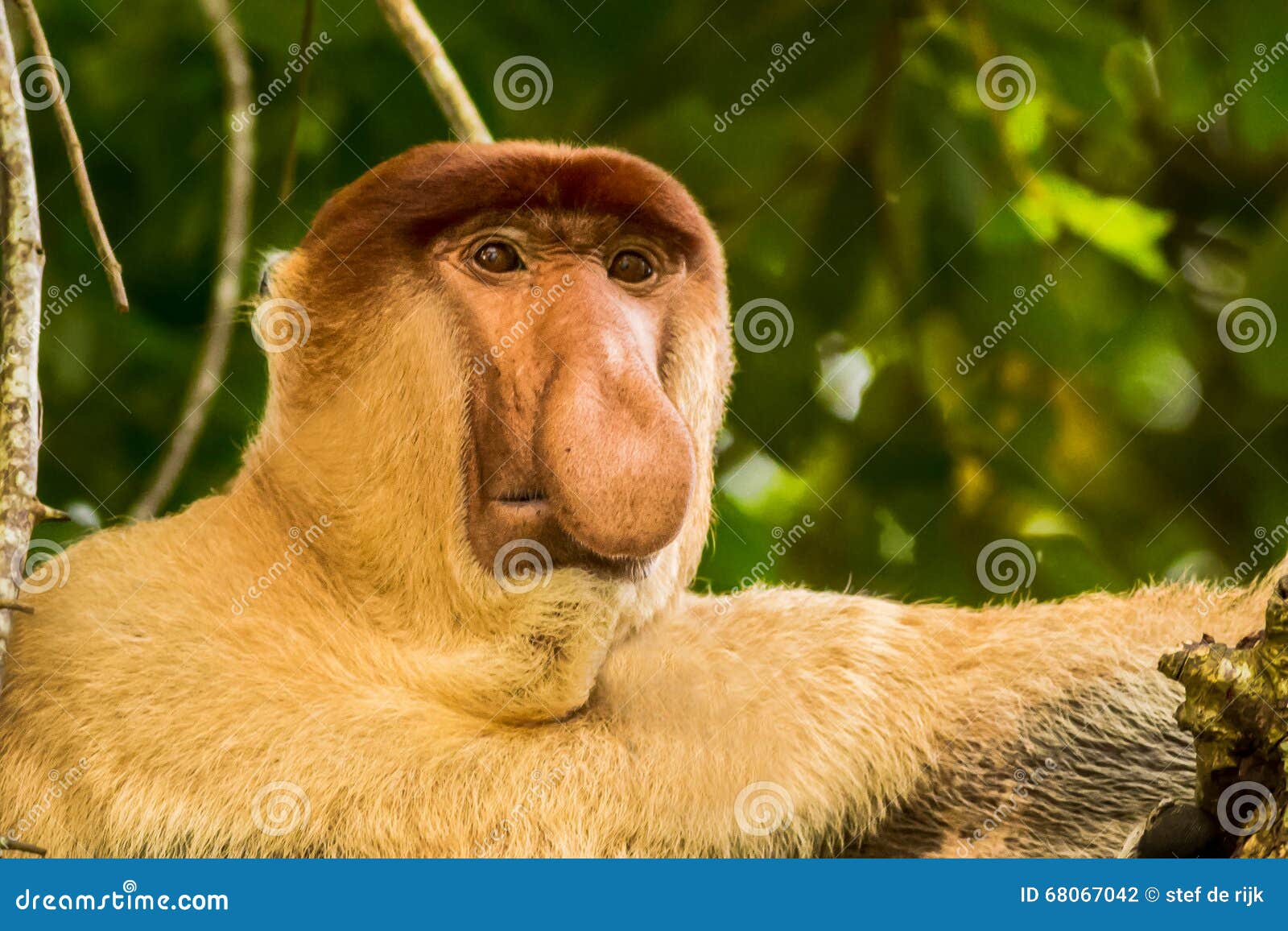 Proboscis monkey stock photo. Image of male, nature, bird - 68067042