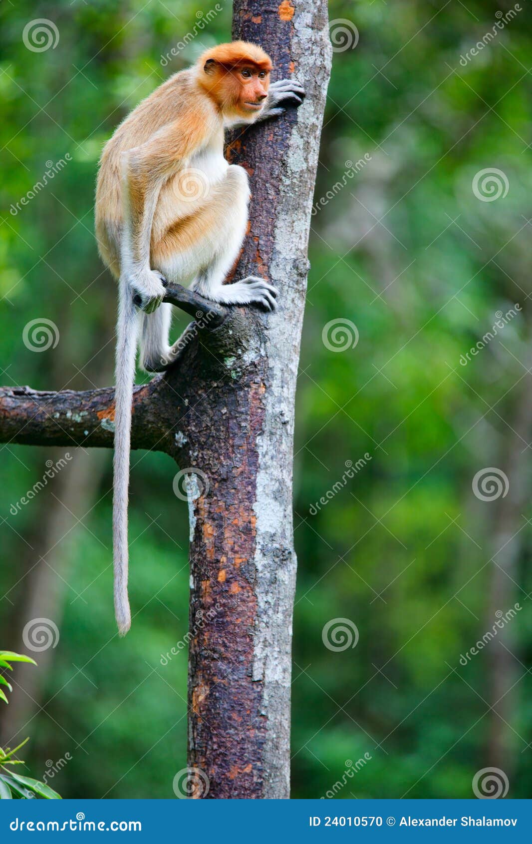 Proboscis Monkey Nest