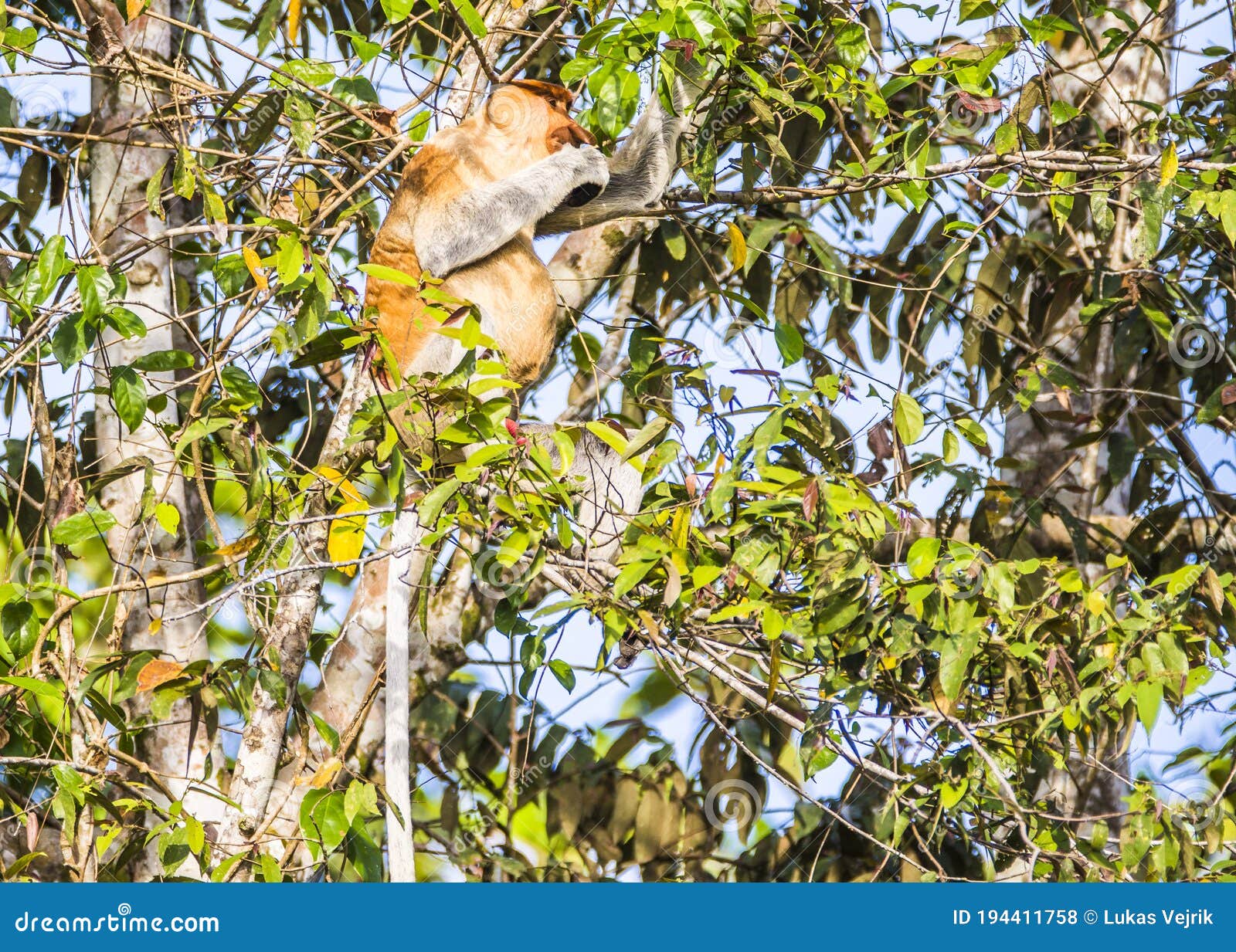 A Proboscis Monkey on a Tree Along the Kinabatangan River in Sabah ...