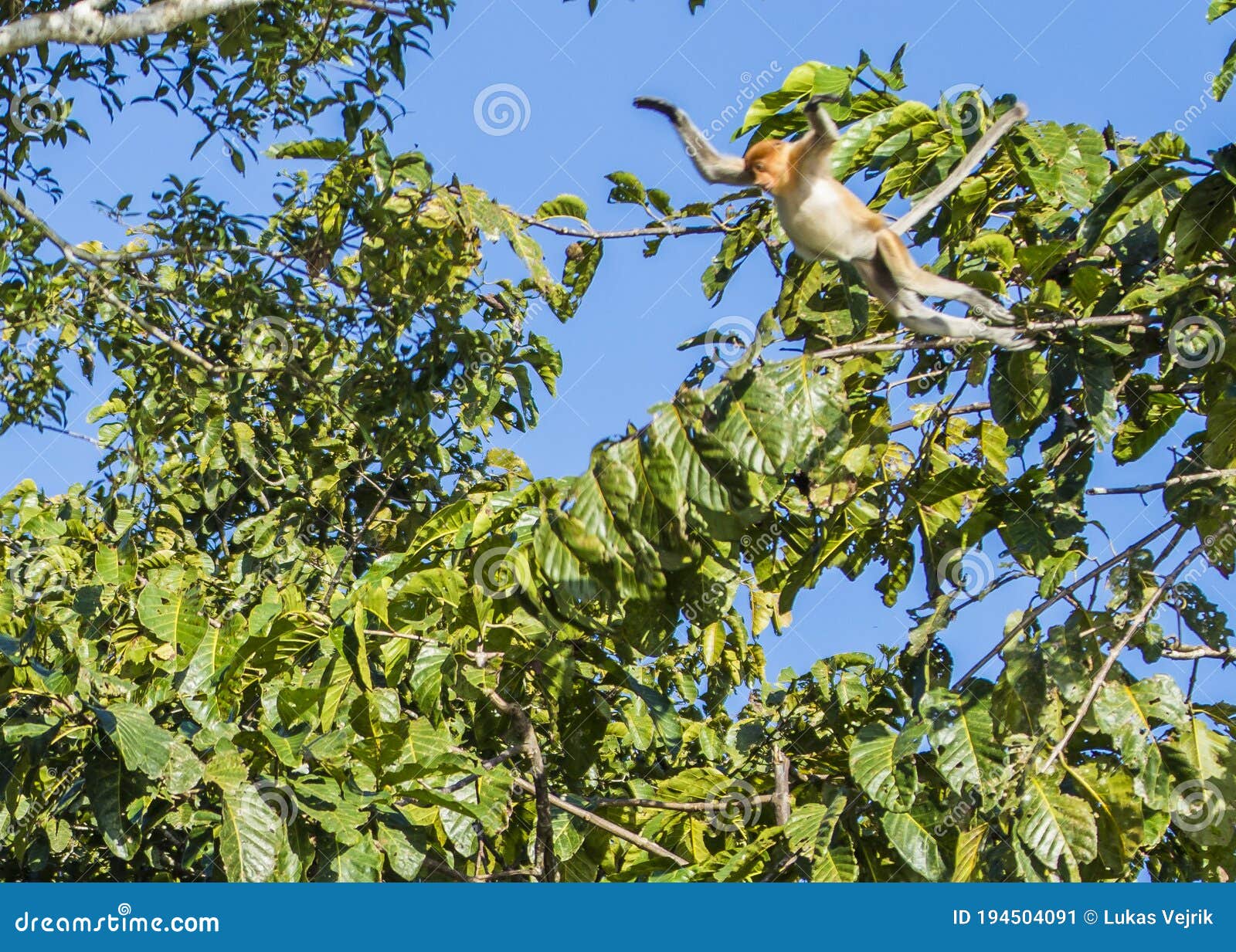 A Proboscis Monkey on a Tree Along the Kinabatangan River in Sabah ...