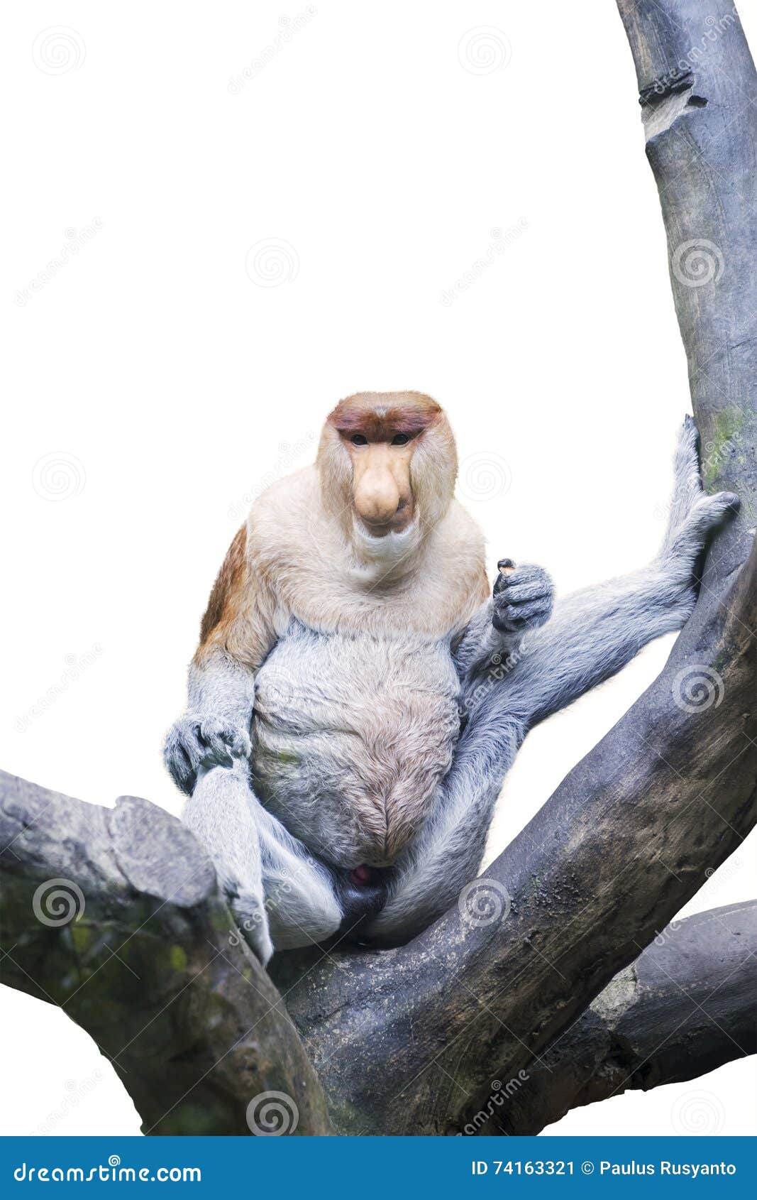Proboscis Monkey on the Tree Isolated Stock Image - Image of malaysia ...