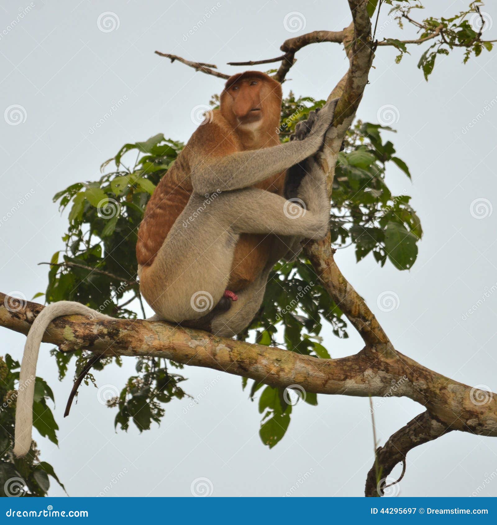 Monkey On A Tree In India In A National Park Waterfalls Athirapilly ...