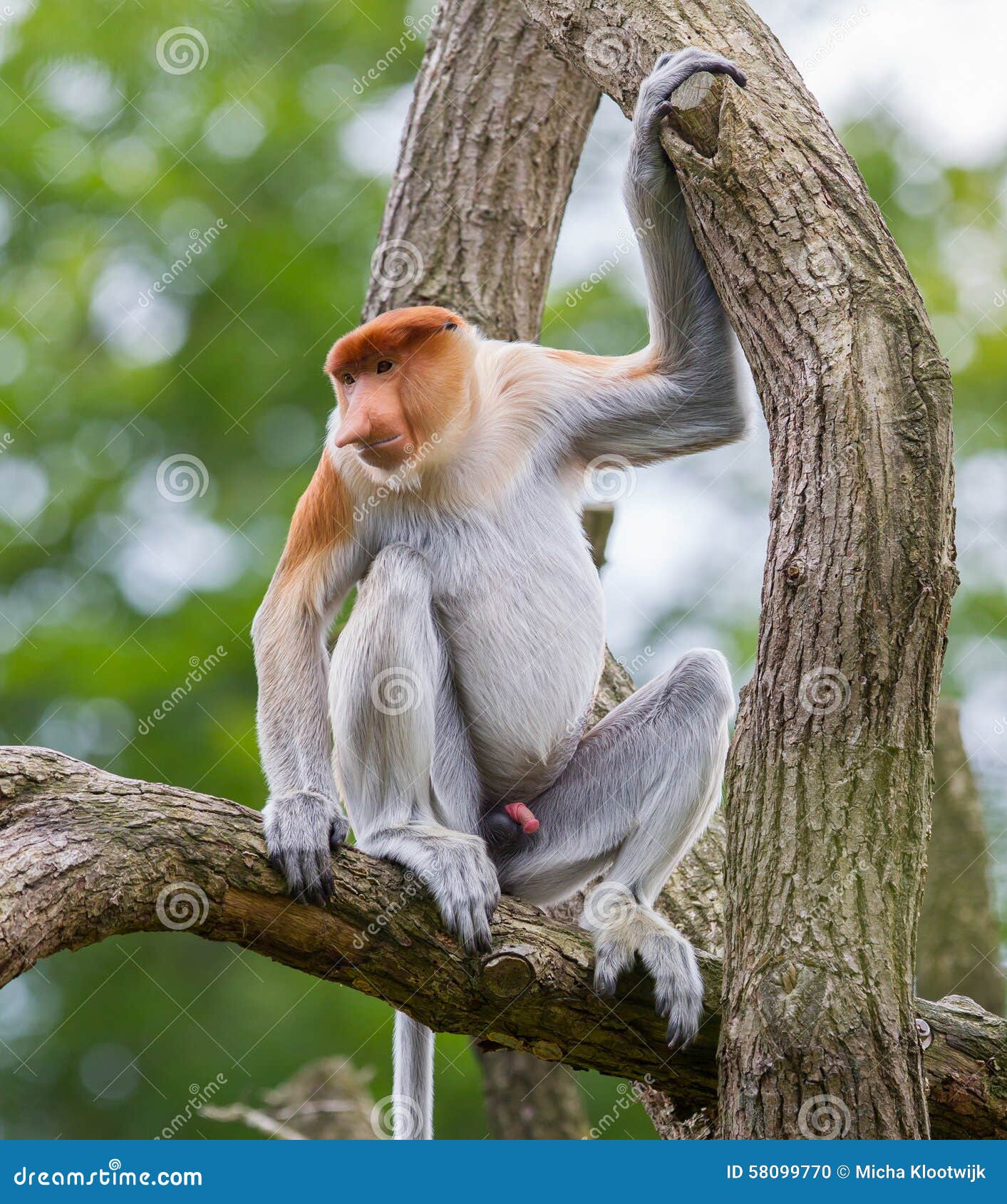 Proboscis Monkey Nasalis Larvatus Long Nosed Monkey Known