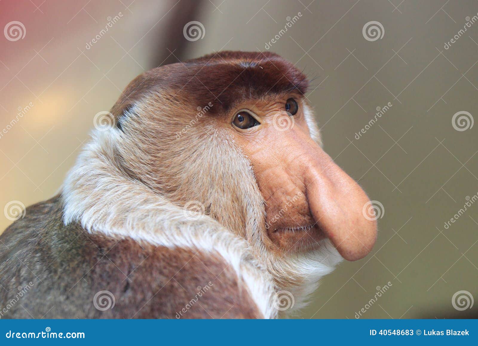 Proboscis monkey stock image. Image of sitting, male - 40548683