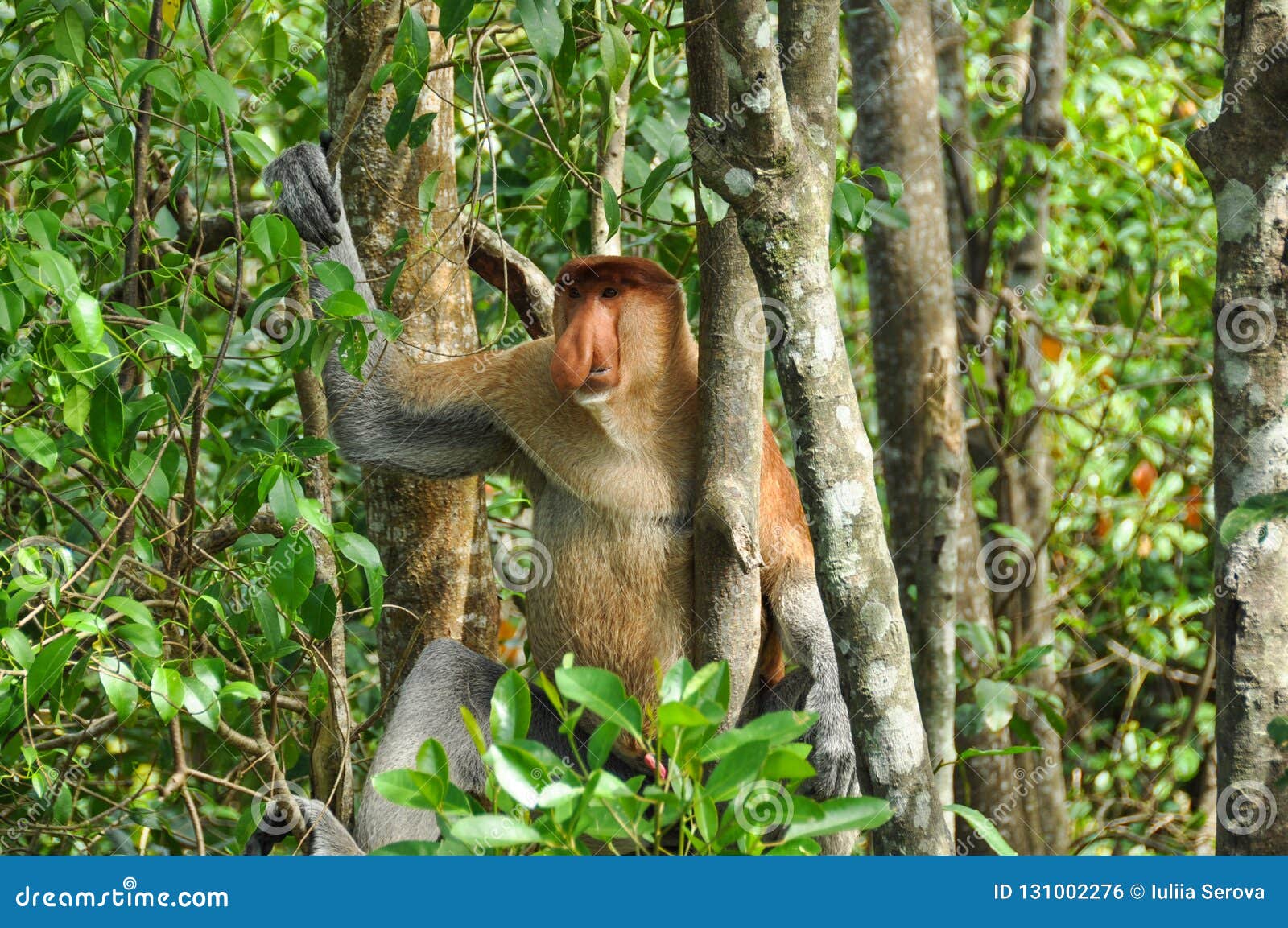 Proboscis monkey on Borneo stock photo. Image of park - 131002276