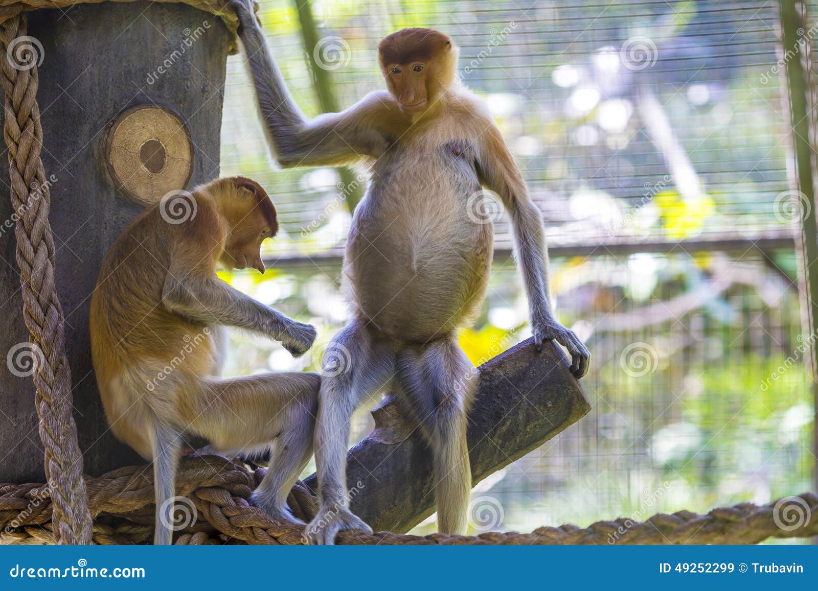 Proboscis monkey stock image. Image of eating, endangered - 49252299