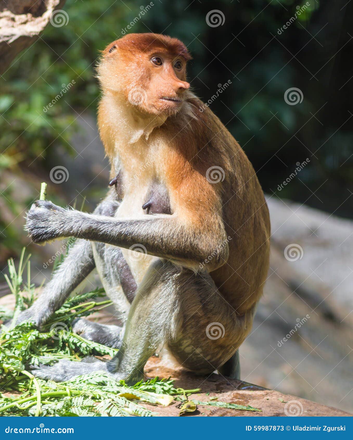 Proboscis monkey in a zoo stock image. Image of rainforest - 59987873