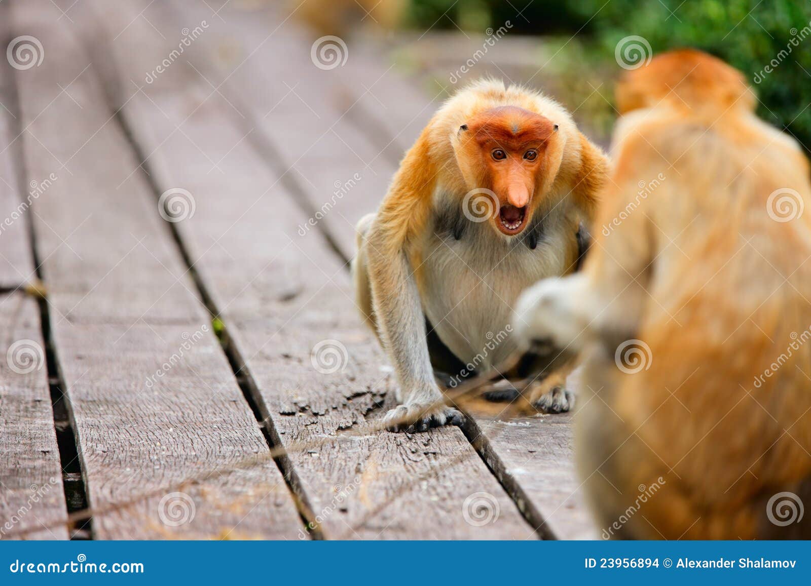 Proboscis monkeys stock photo. Image of young, borneo - 23956894