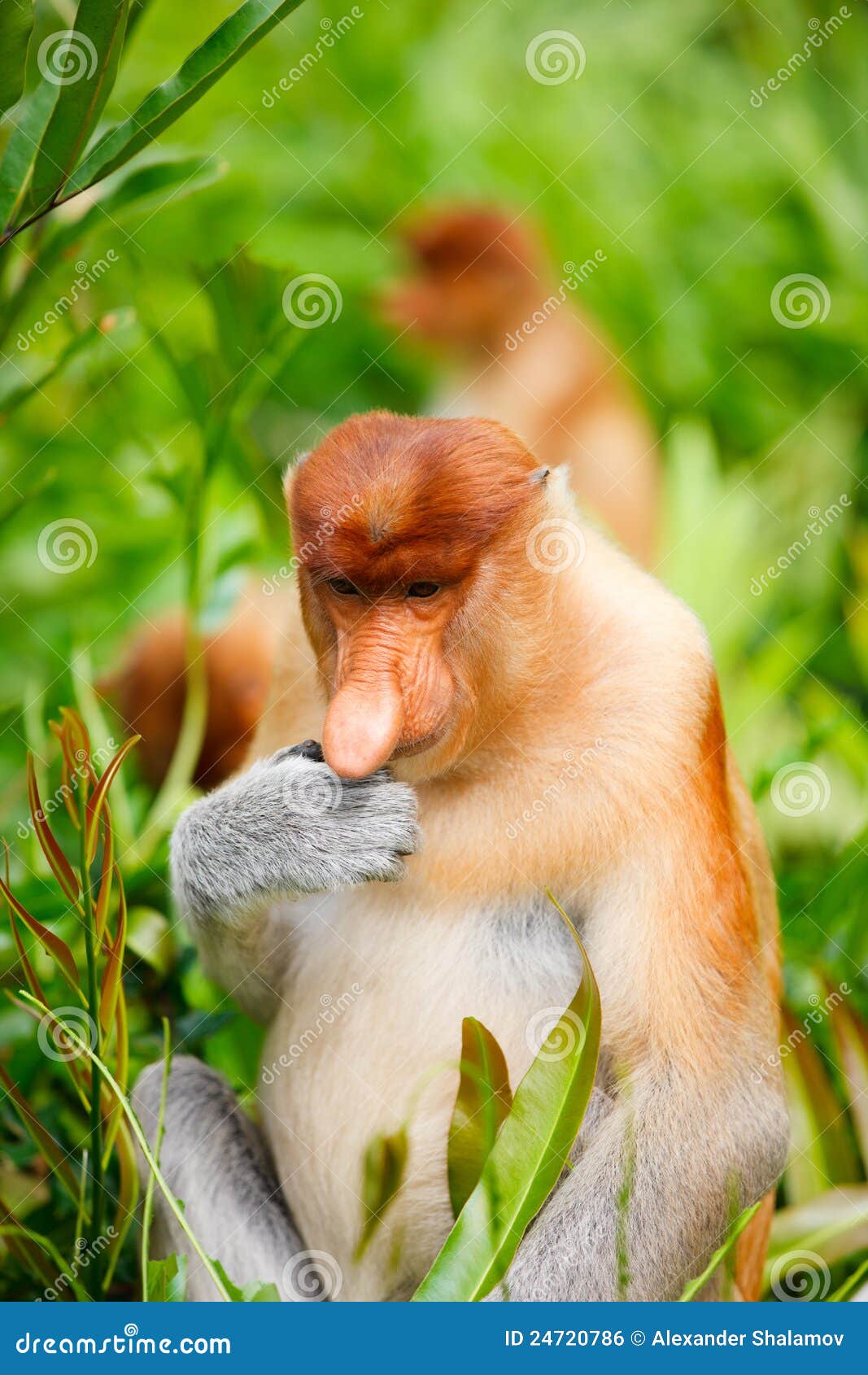 Proboscis monkeys stock photo. Image of nose, wildlife - 24720786
