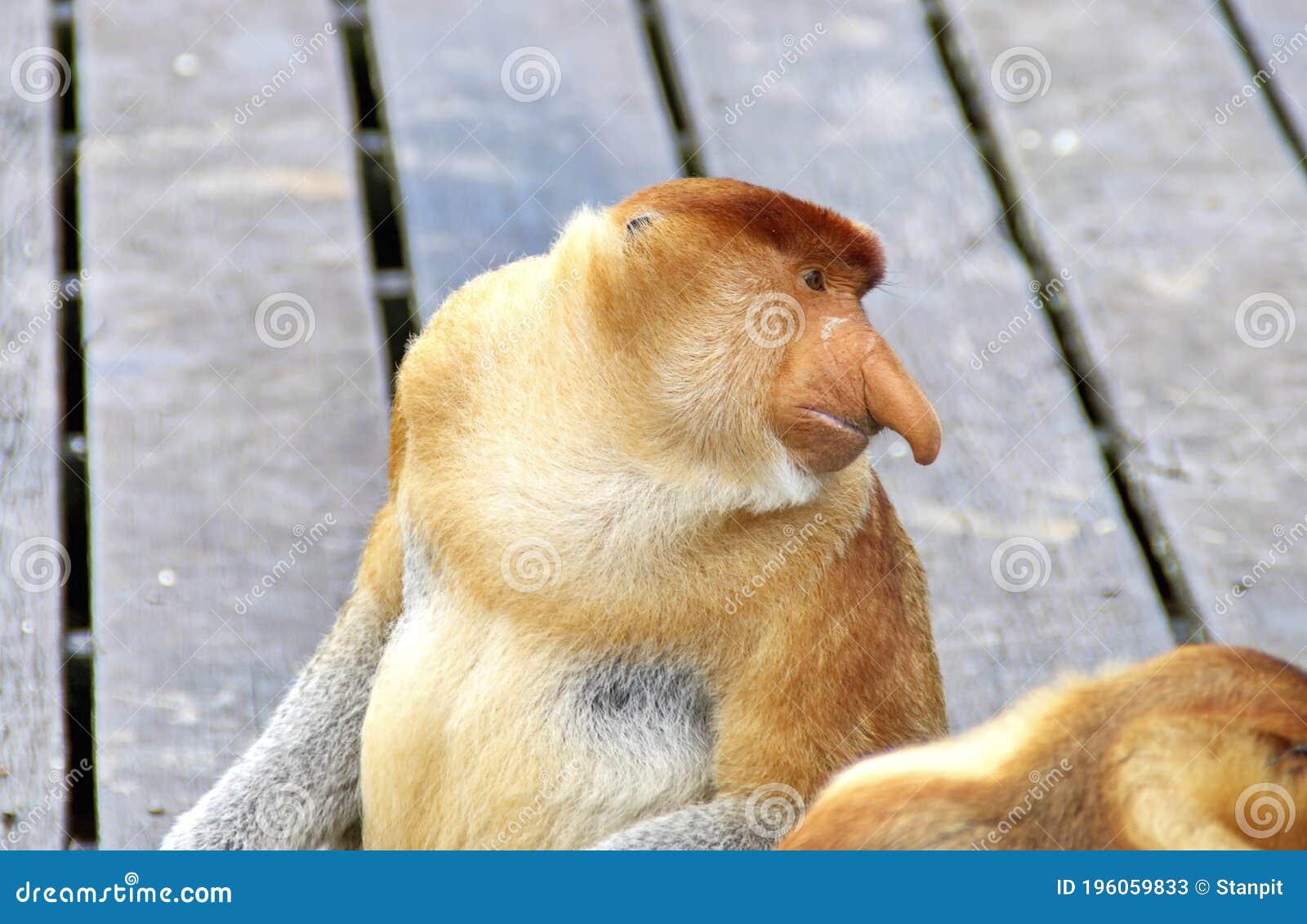 Proboscis Monkeys Endemic of Borneo Island in Malaysia. Stock Image ...