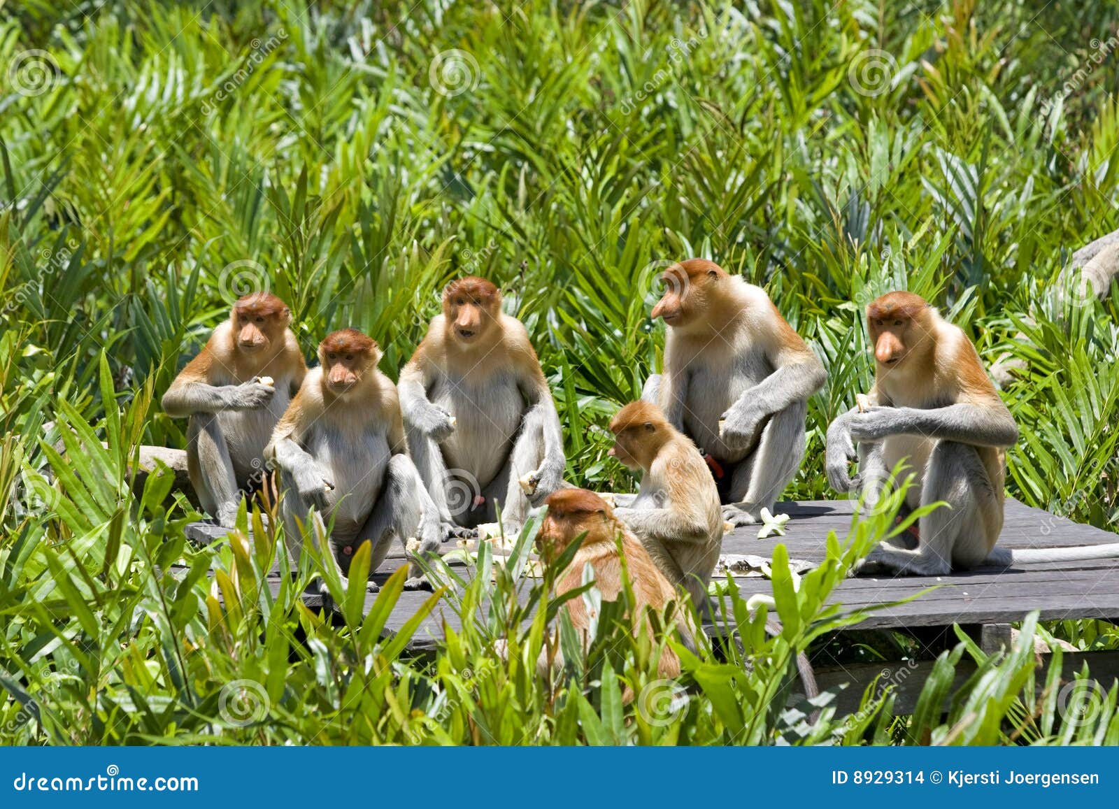 Proboscis monkies stock photo. Image of trees, proboscis - 8929314