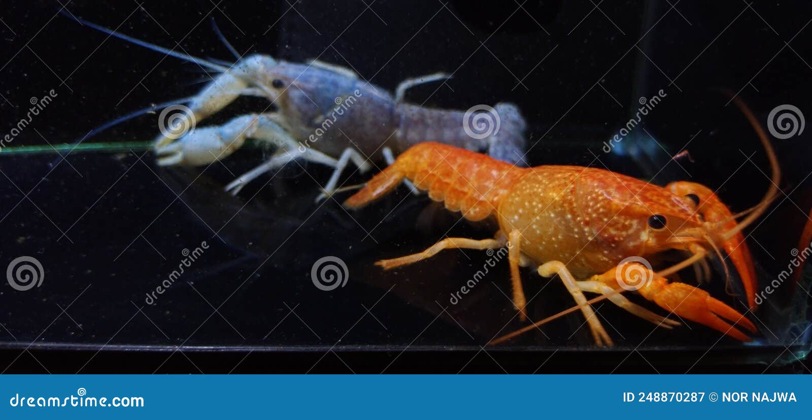 Procambarus Clarkii Crayfish Stock Image - Image of blue, pair: 248870287