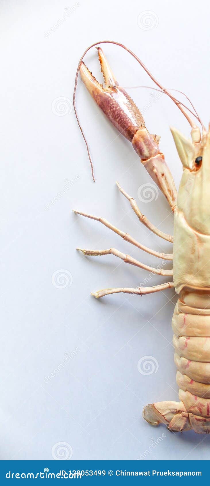 Stacoidea Isolated with White Background. Stock Image - Image of ...