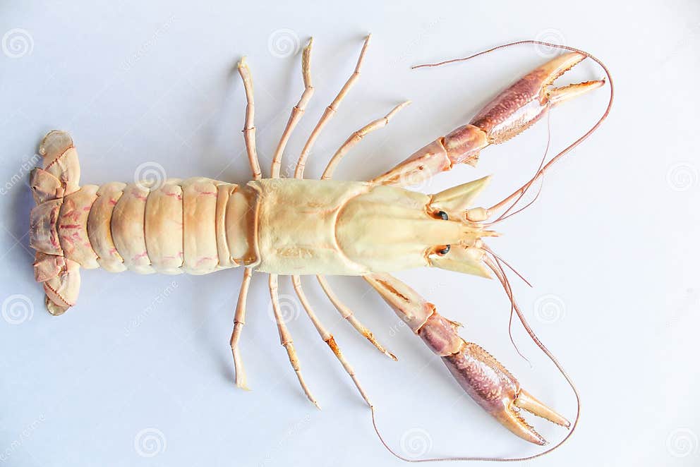 Astacoidea Isolated with White Background. Stock Photo - Image of ...