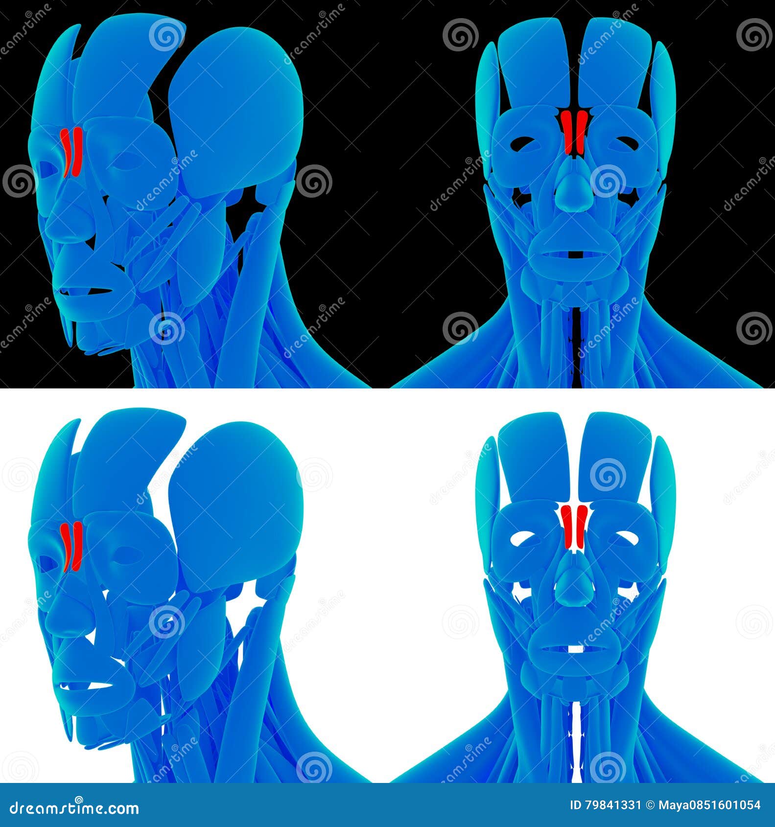 Procerus stock illustration. Illustration of graphic - 79841331