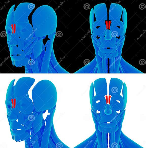 Procerus stock illustration. Illustration of graphic - 79841331