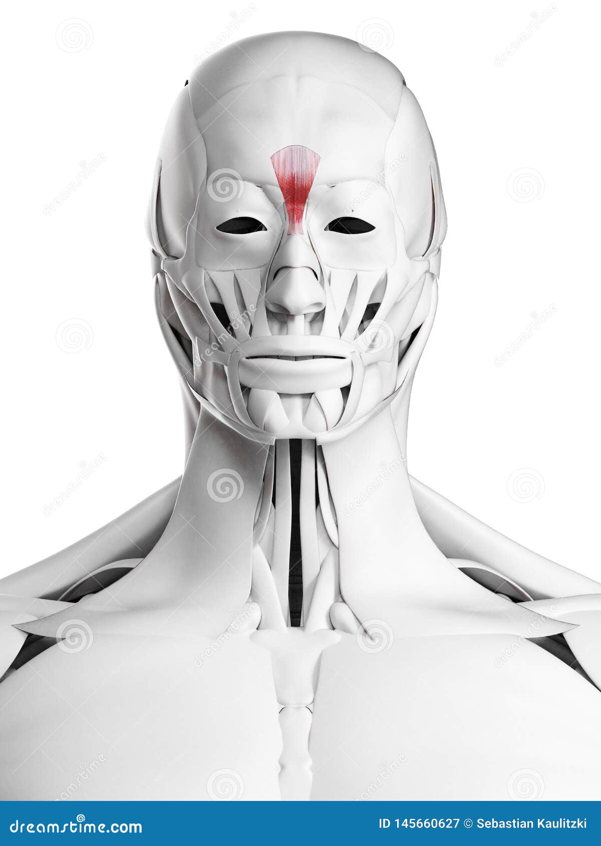 3d Illustration Of The Procerus Muscles Anatomical Position On Xray ...
