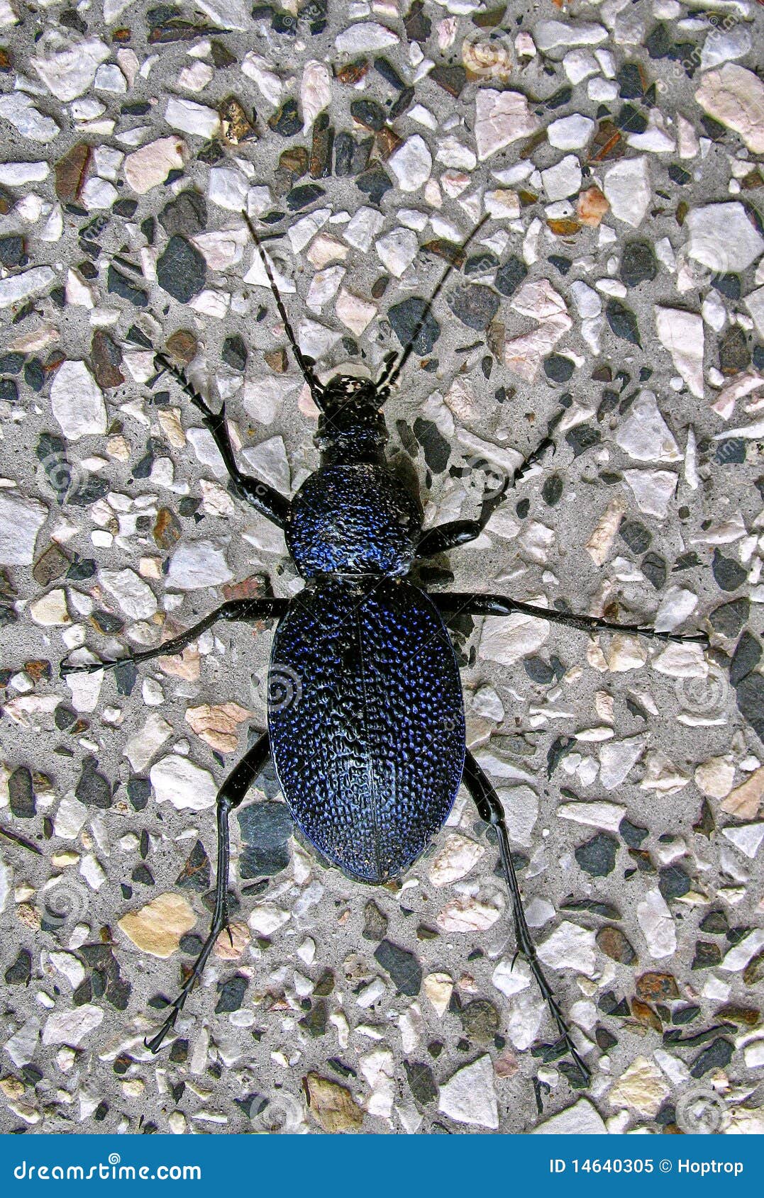 Procerus gigas stock image. Image of natural, beetles - 14640305