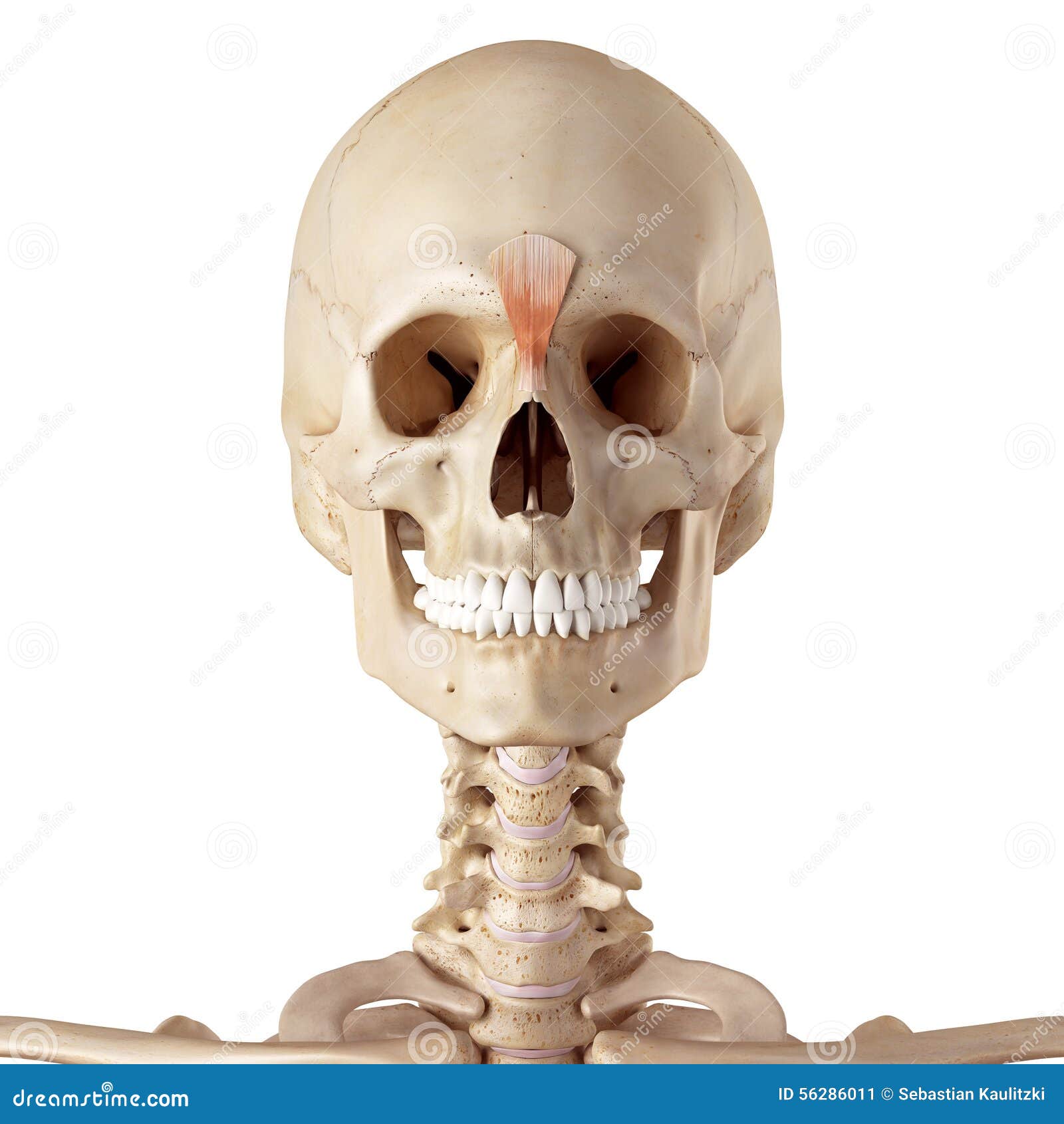 The procerus stock illustration. Illustration of skull - 56286011
