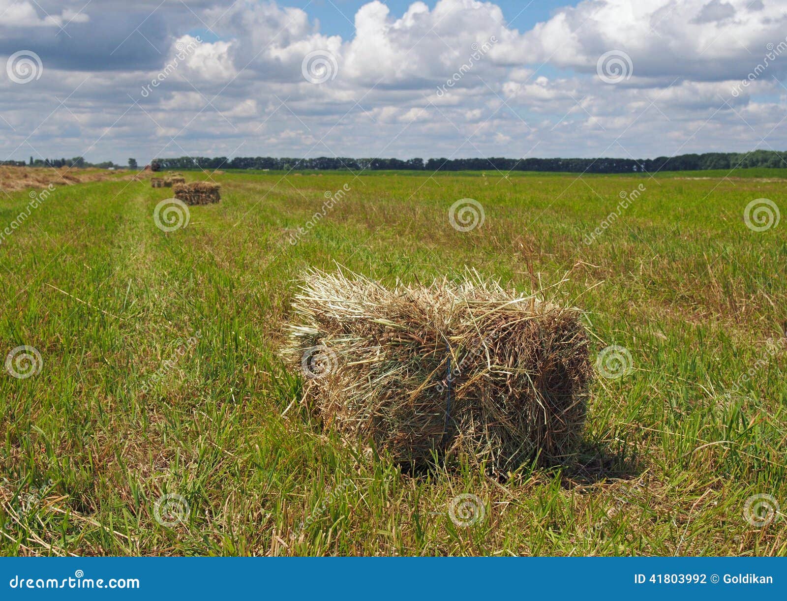 Proceso de hacer el heno foto de archivo. Imagen de pista - 41803992