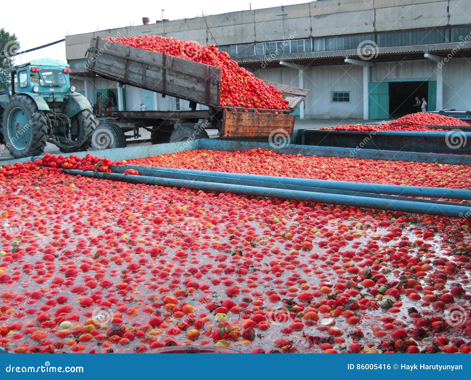Proceso del tomate foto editorial. Imagen de ketchup - 86005416