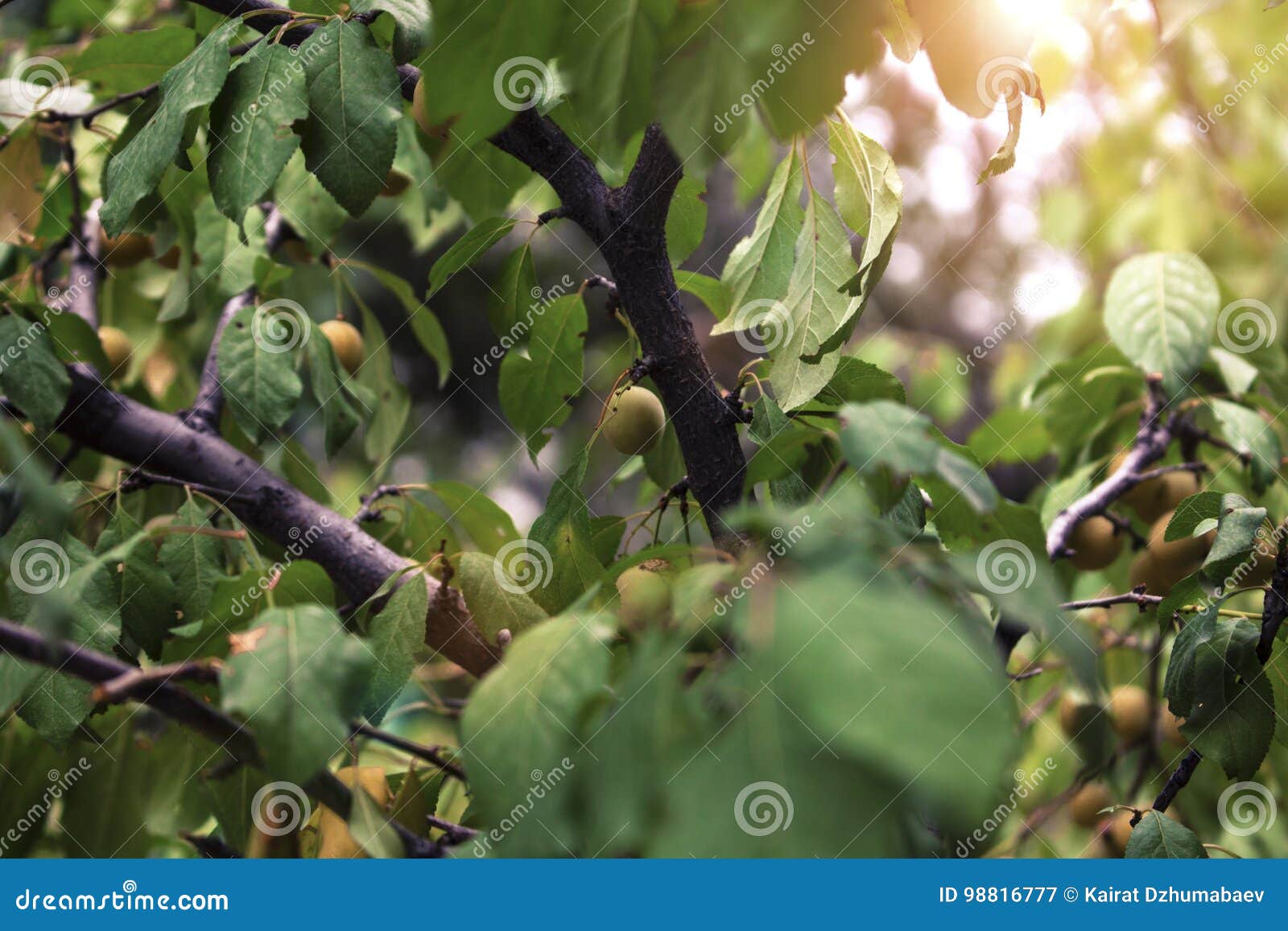 The Process of Apricot Ripening Stock Image - Image of mops, window ...