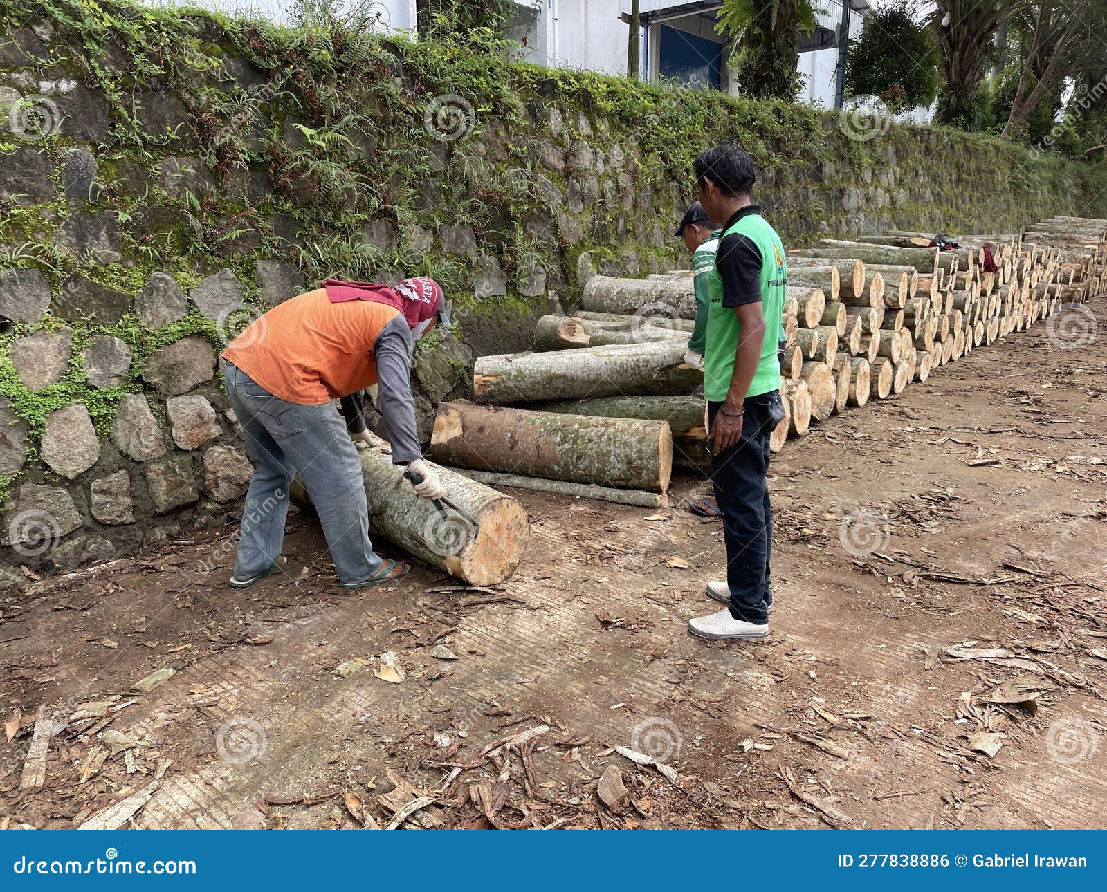 The Process of Arranging Round Logs is Made in One Pile. Editorial ...