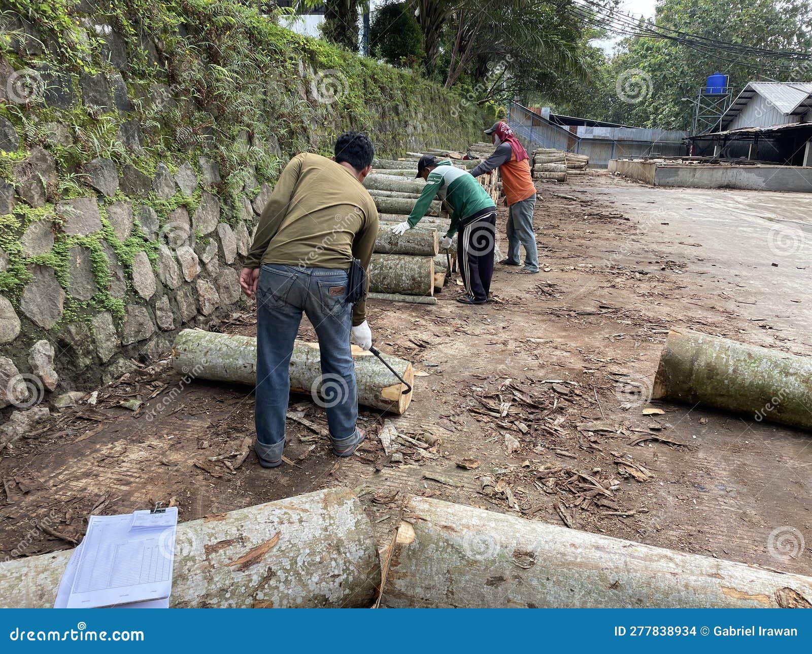 The Process of Arranging Round Logs is Made in One Pile. Editorial ...