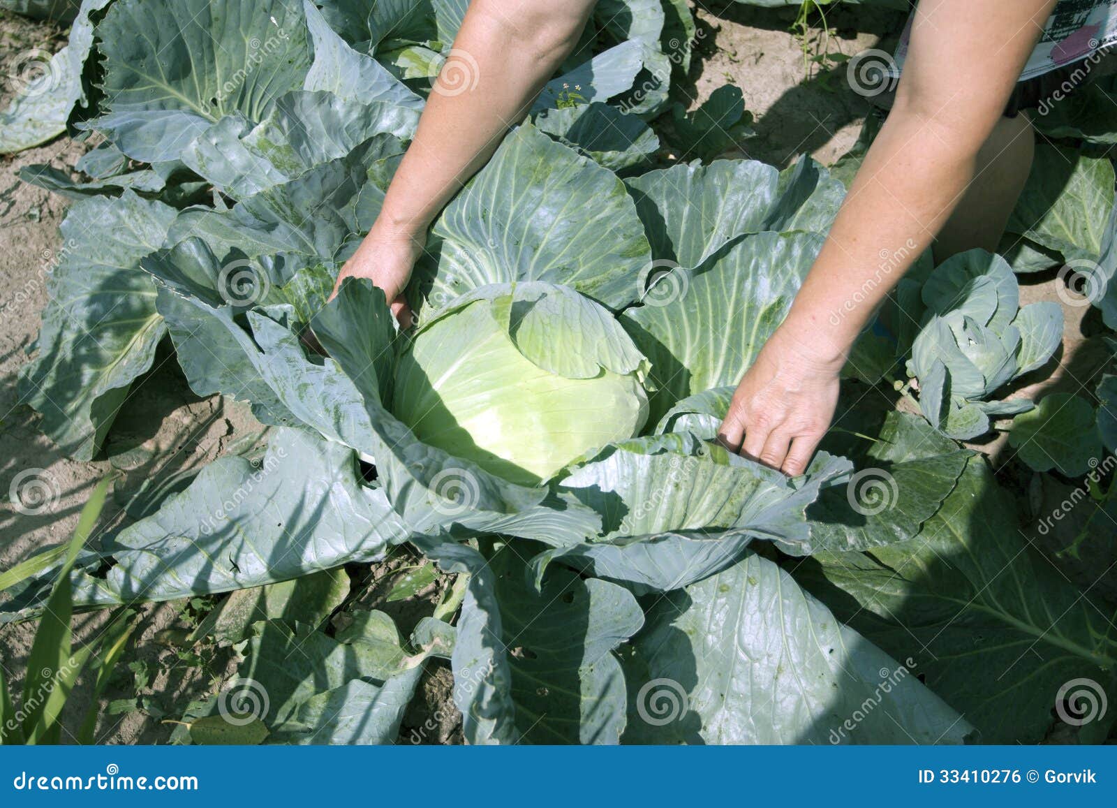 Process of Assembly of a Crop of Green Cabbage Stock Photo - Image of ...