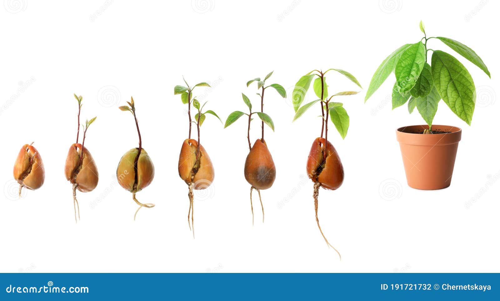 Process of Avocado Growing on Background, Banner Design Stock Photo ...