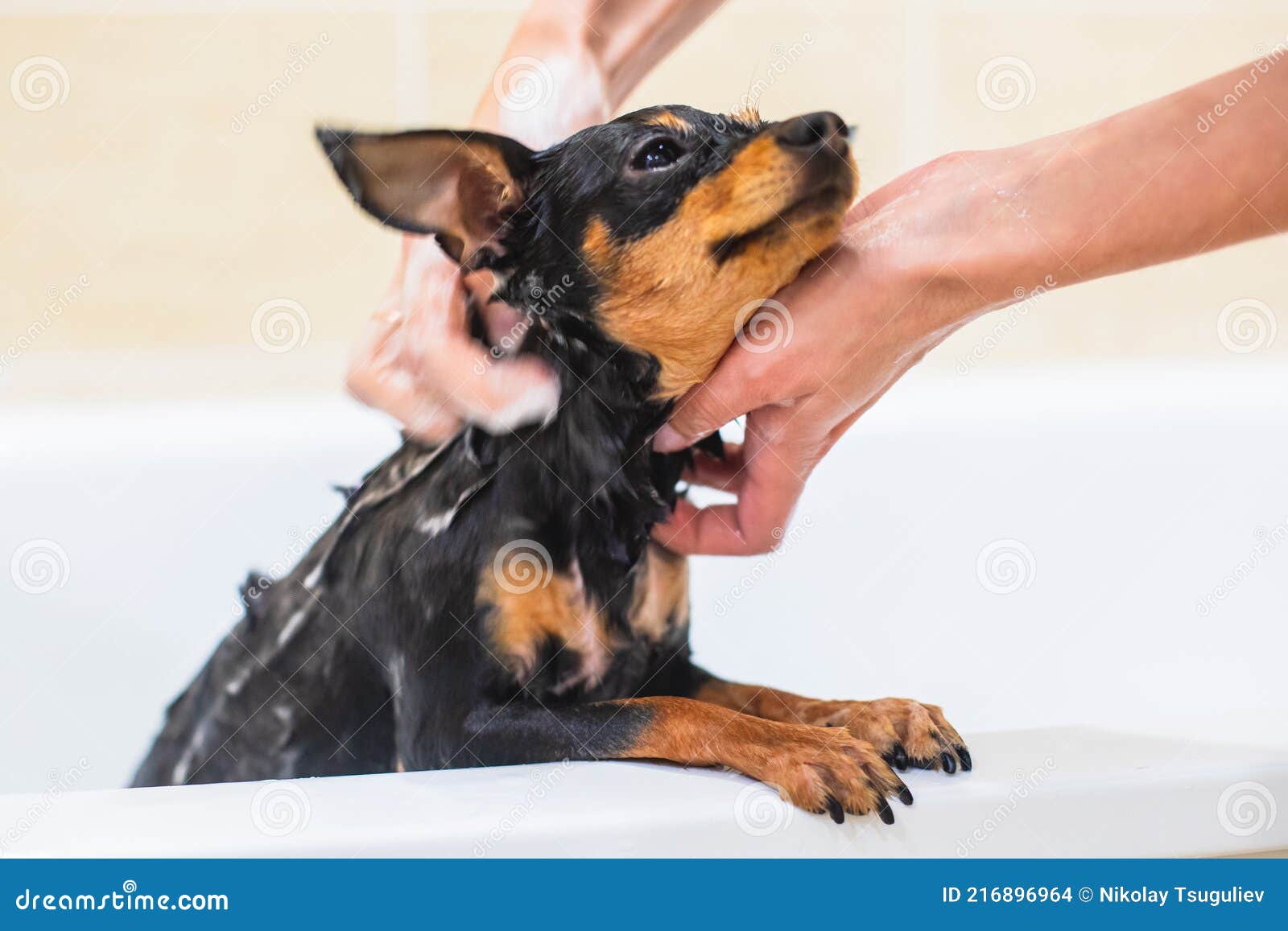 Process of Bathing Small Breed Dog Stock Photo - Image of grooming ...