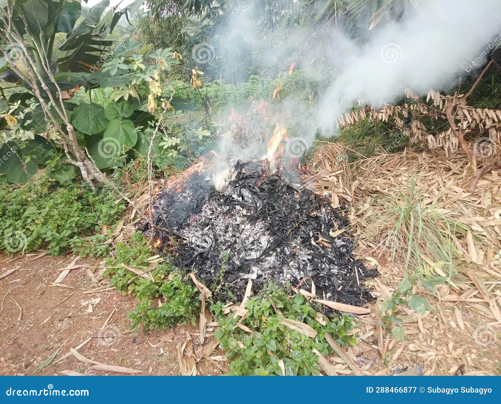 The Process of Burning Garbage in the Garden that Emits White Smoke ...