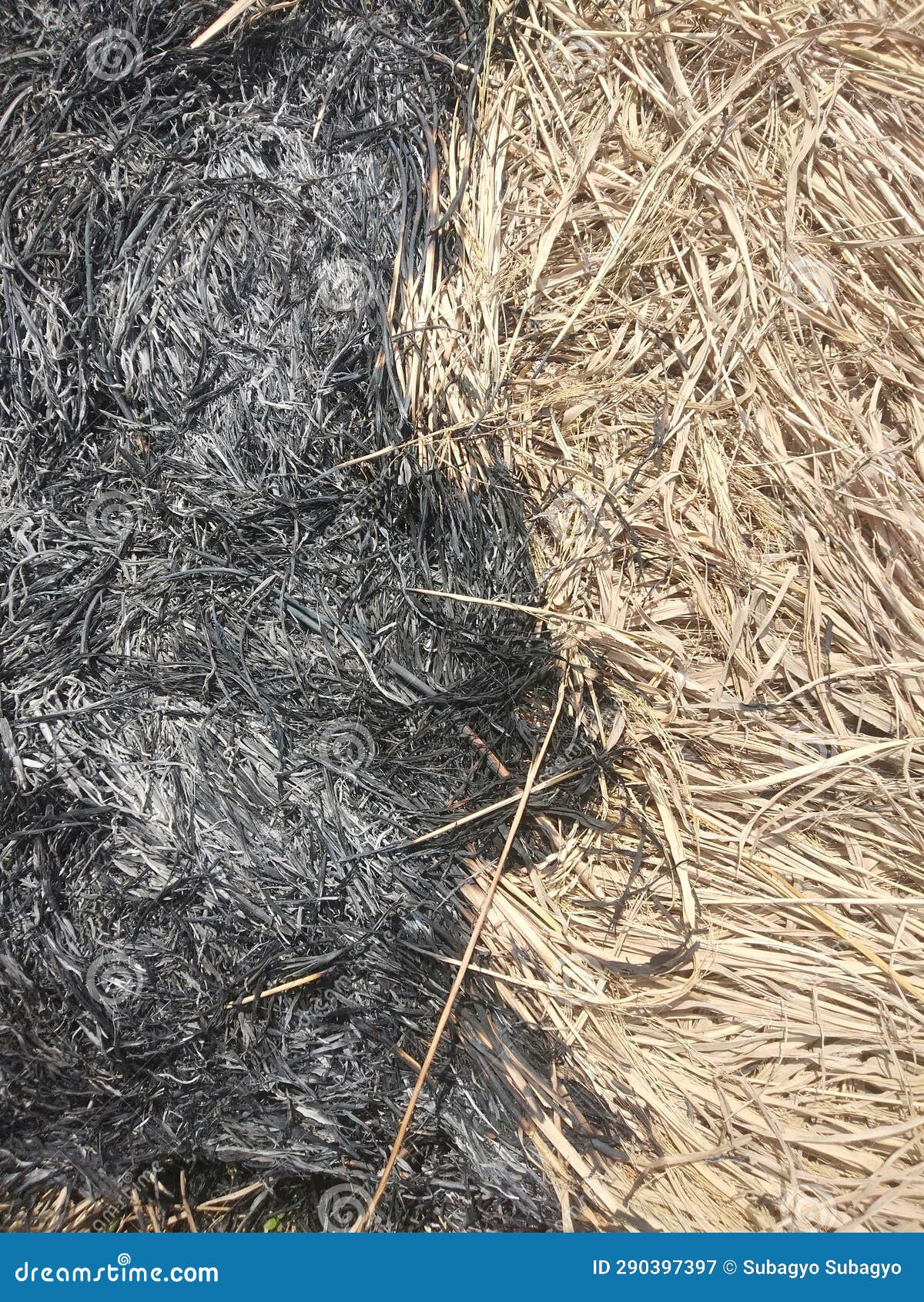 The Process of Burning Rice Straw in Rice Fields Stock Image - Image of ...