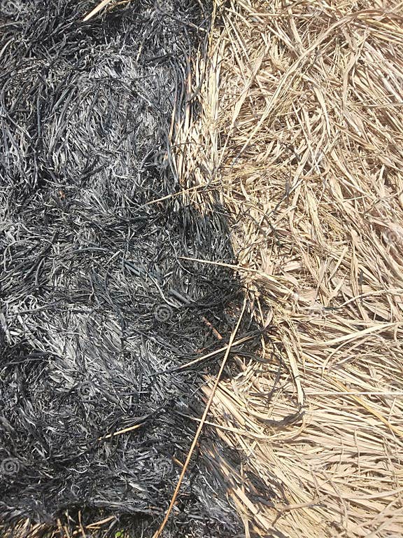 The Process of Burning Rice Straw in Rice Fields Stock Image - Image of ...