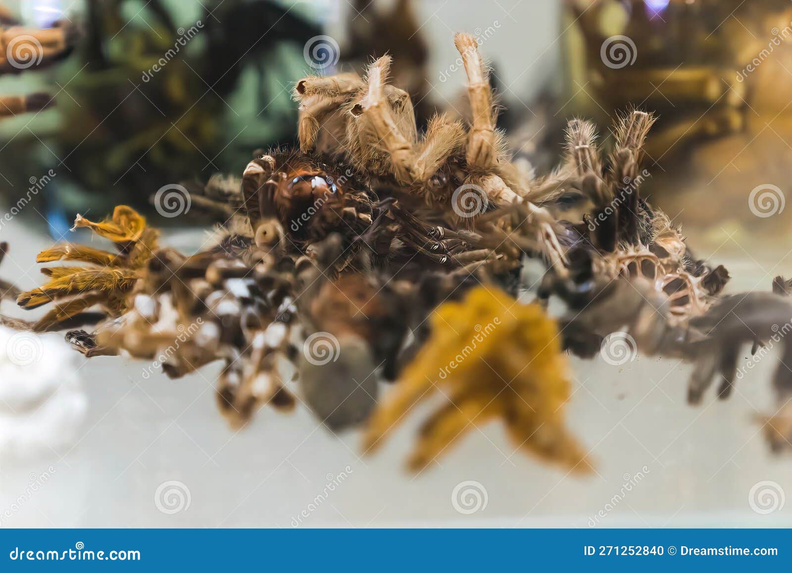 The Process of Changing the Skin of a Spider. the Growth Process. High ...