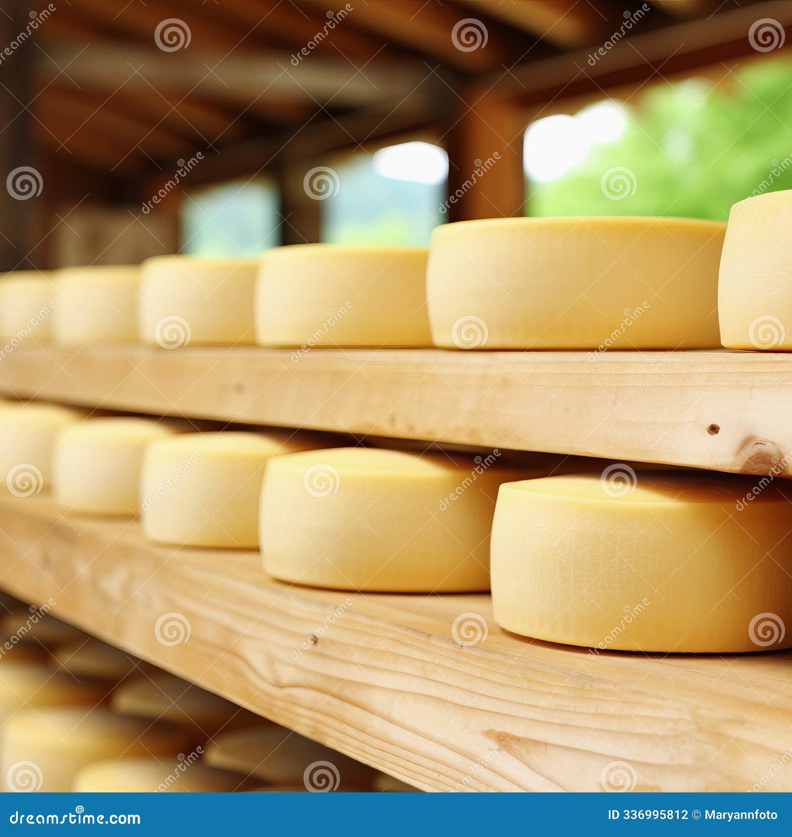 Process of Cheese Production at a Factory, Highlighting Craftsmanship ...