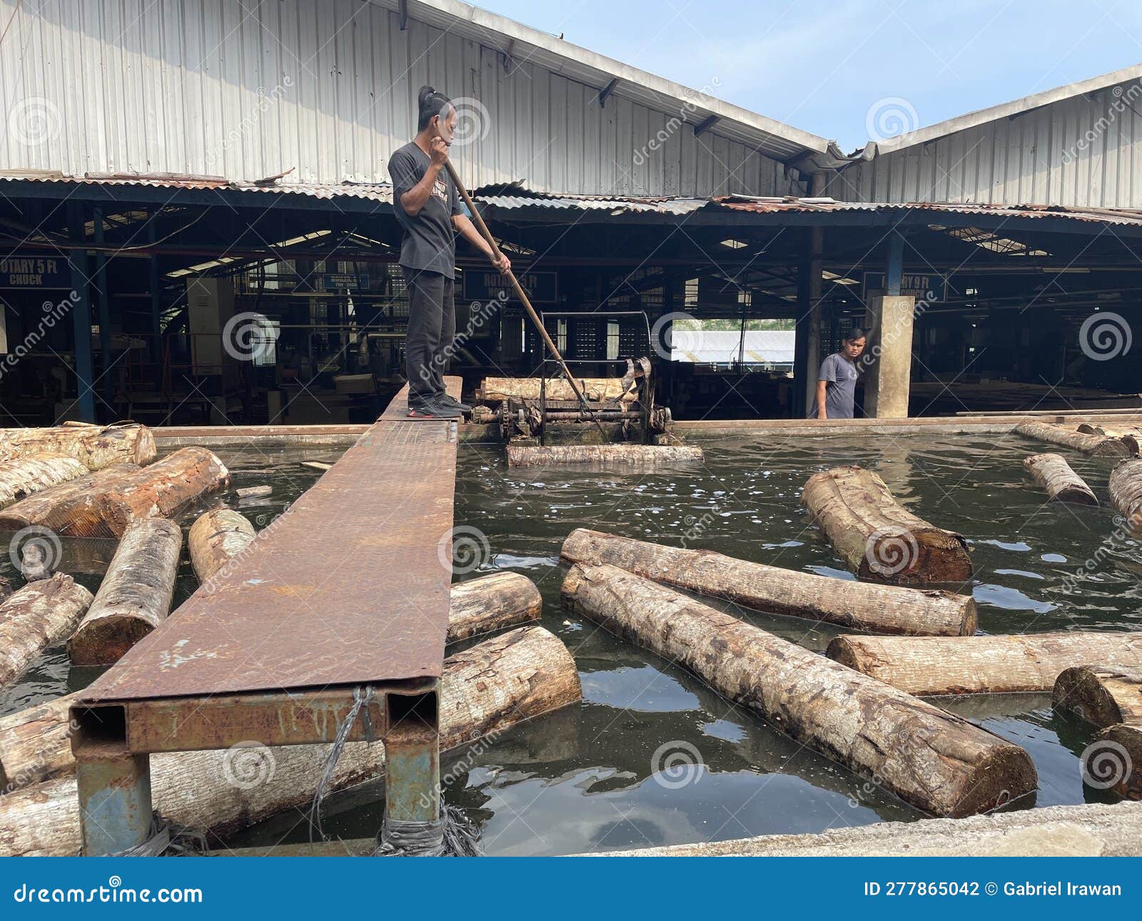 The Process of Cleaning Logs in a Pond before Being Processed by a ...